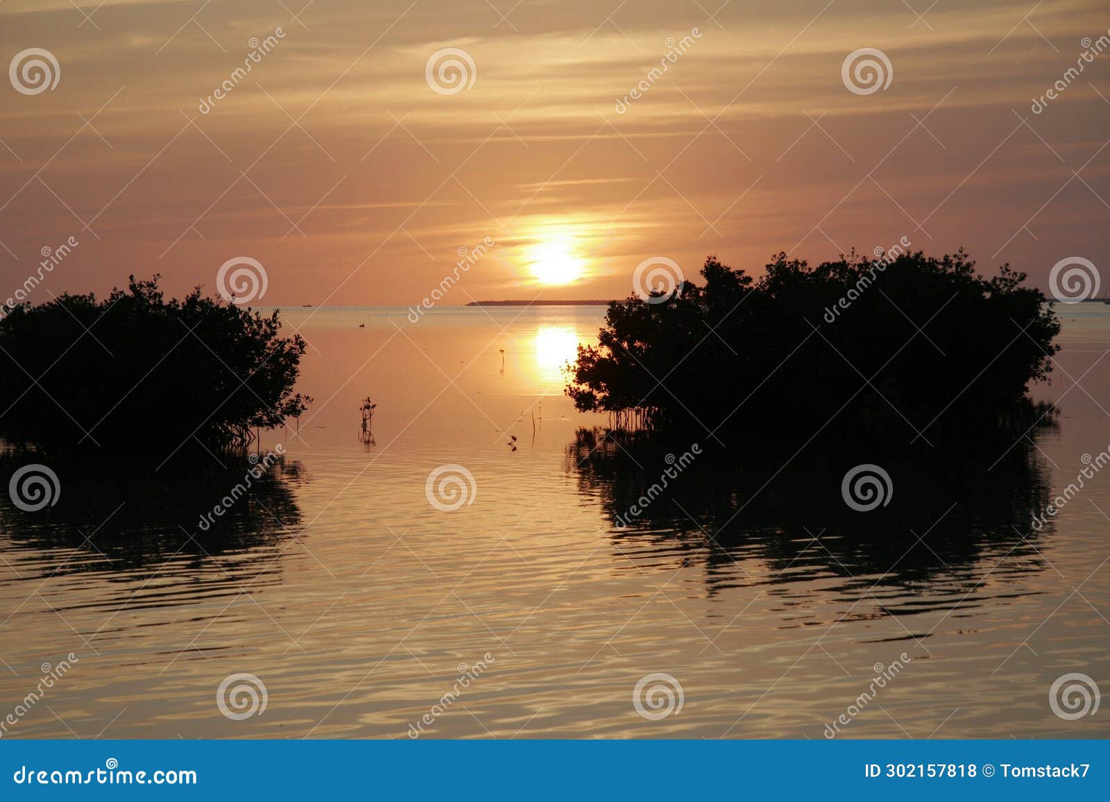 Red Mangroves at Sunset in the Florida Keys Stock Photo - Image of ...