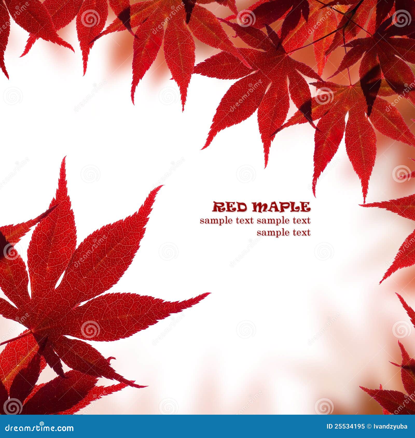 Beautiful red maple border stock image. Image of autumnal - 25534195