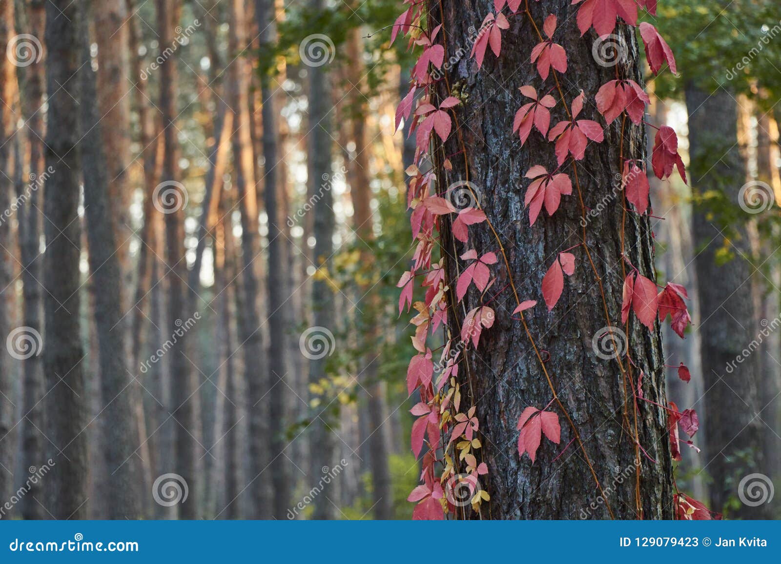 Beautiful Red Maple Climbing on Pine Tree in a Forest during Sunset ...