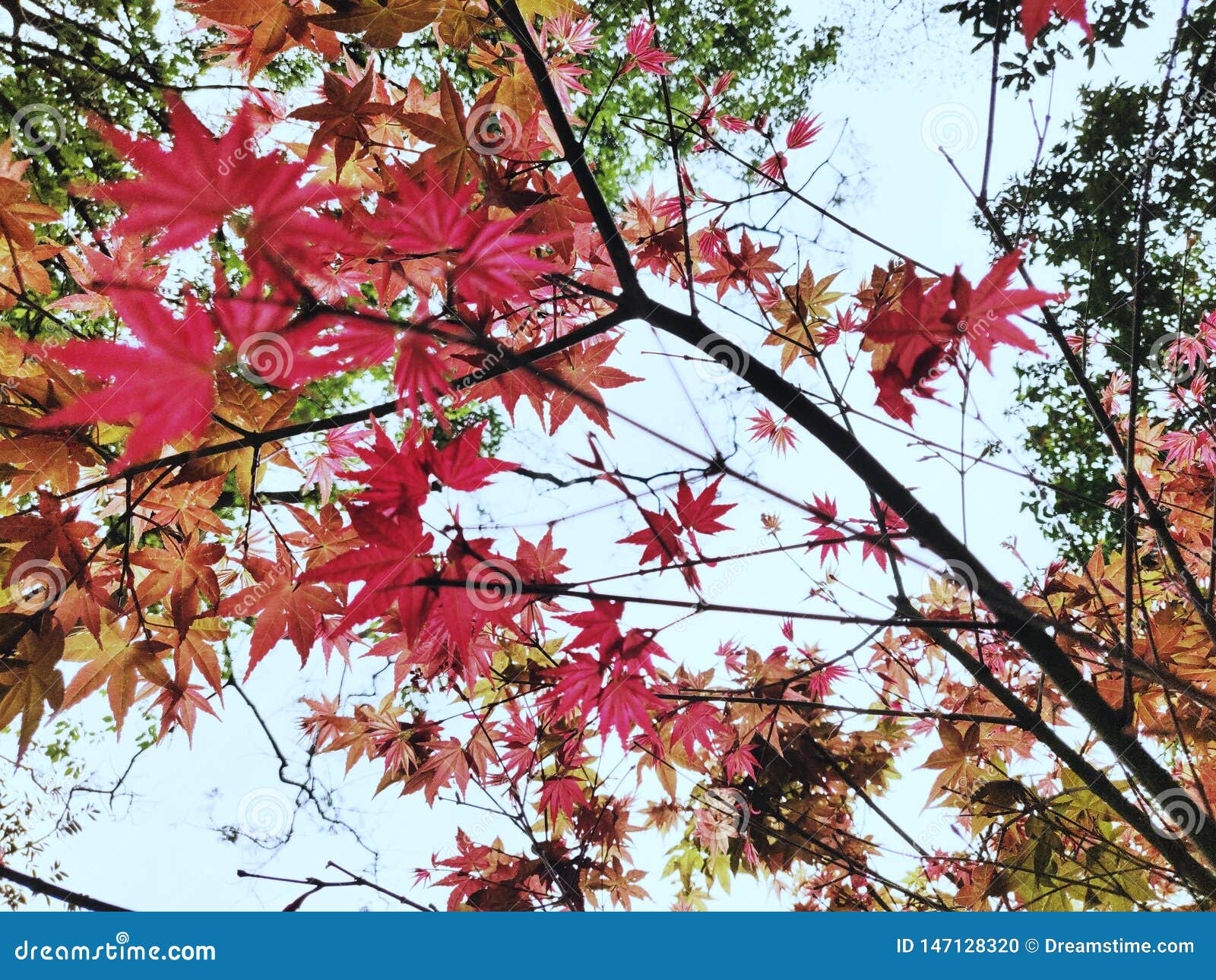 Beautiful red maple leaf stock photo. Image of birds - 147128320