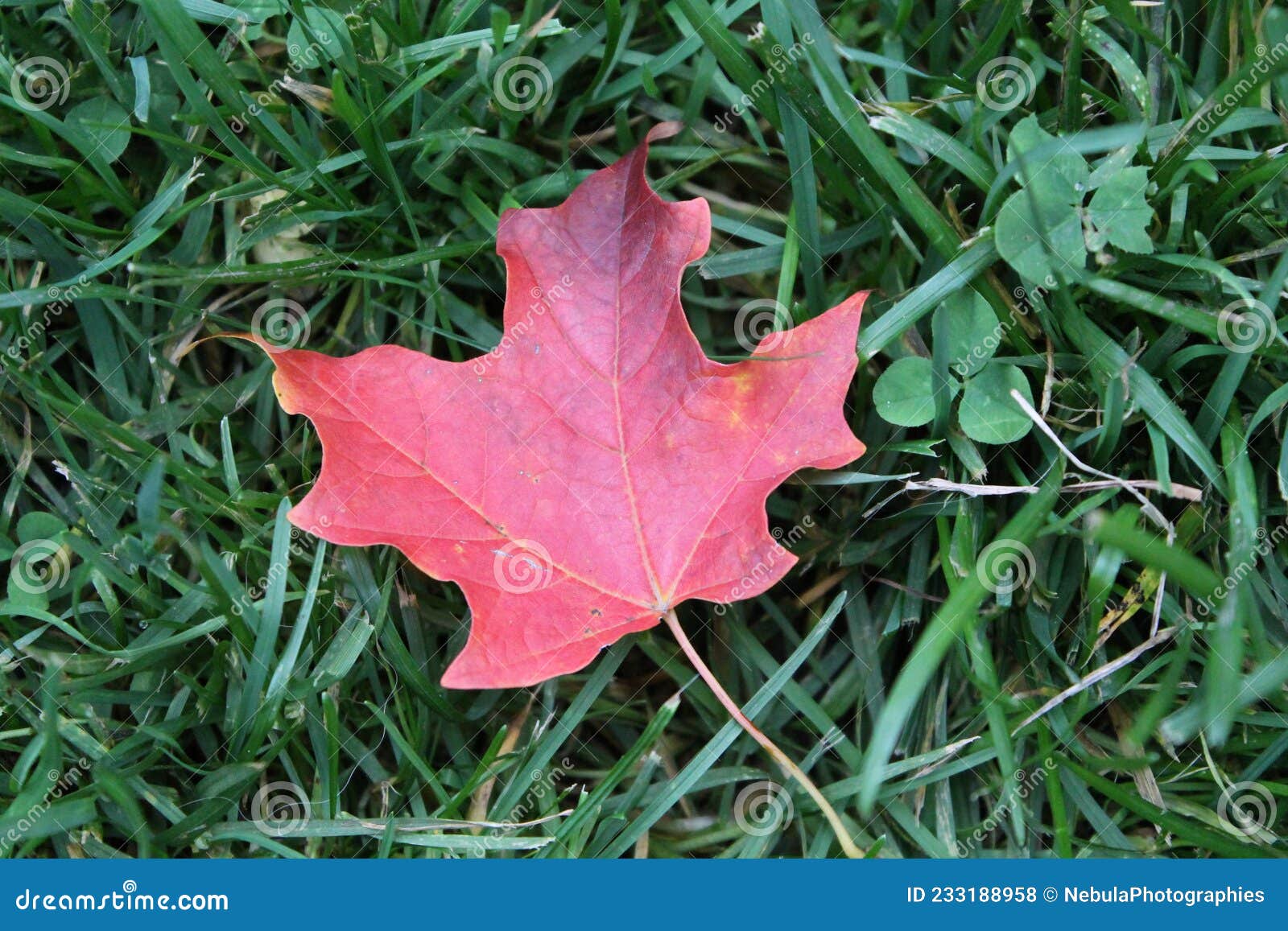 Beautiful Red Maple Leaf on the Grass Stock Photo - Image of leaf ...