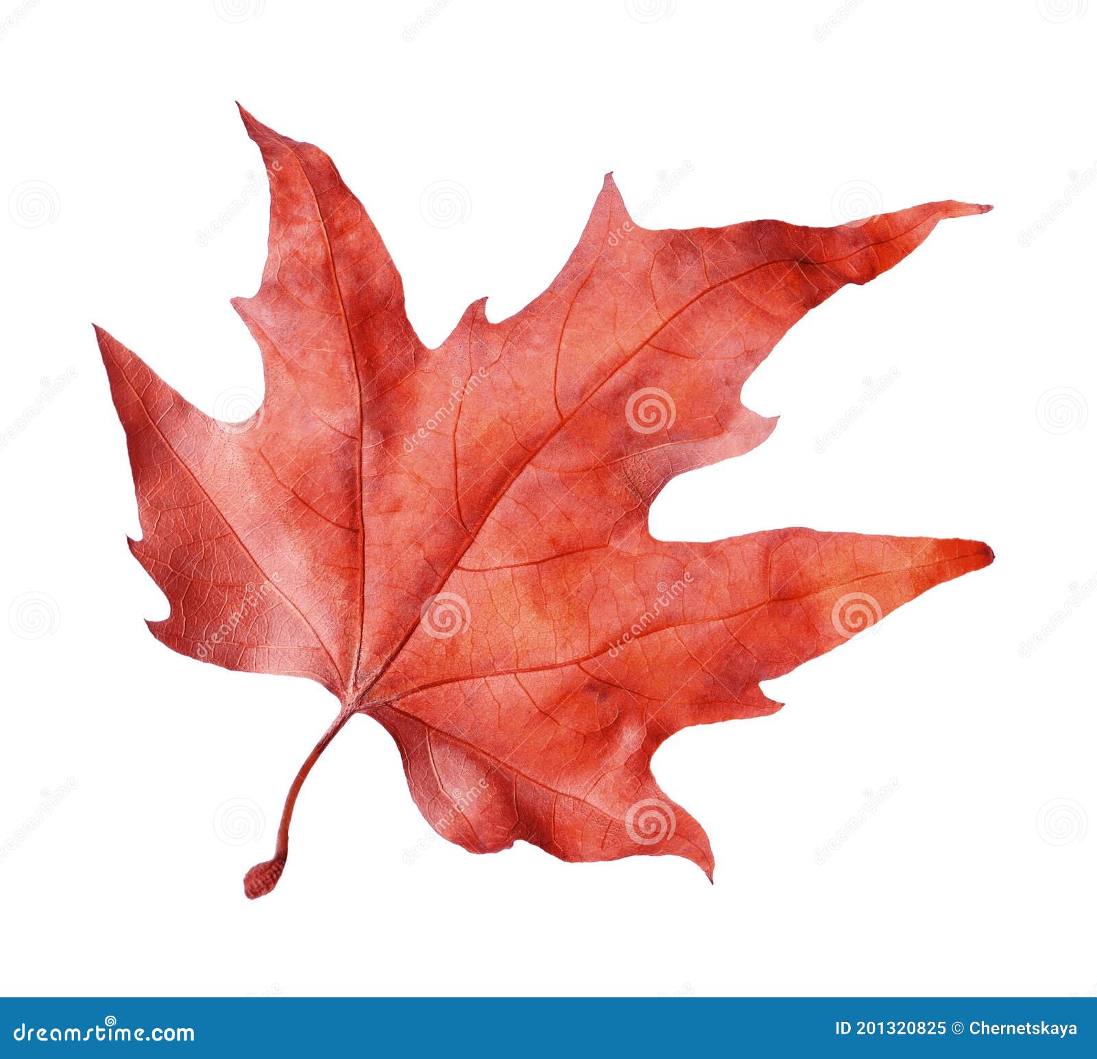 Beautiful Red Maple Leaf Isolated on White. Autumn Season Stock Image ...