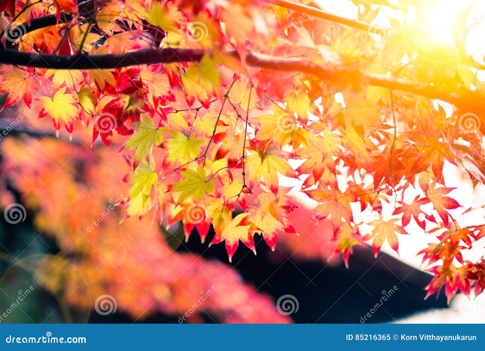 Beautiful Red Maple Leaf in Japan Autumn Stock Image - Image of leave ...