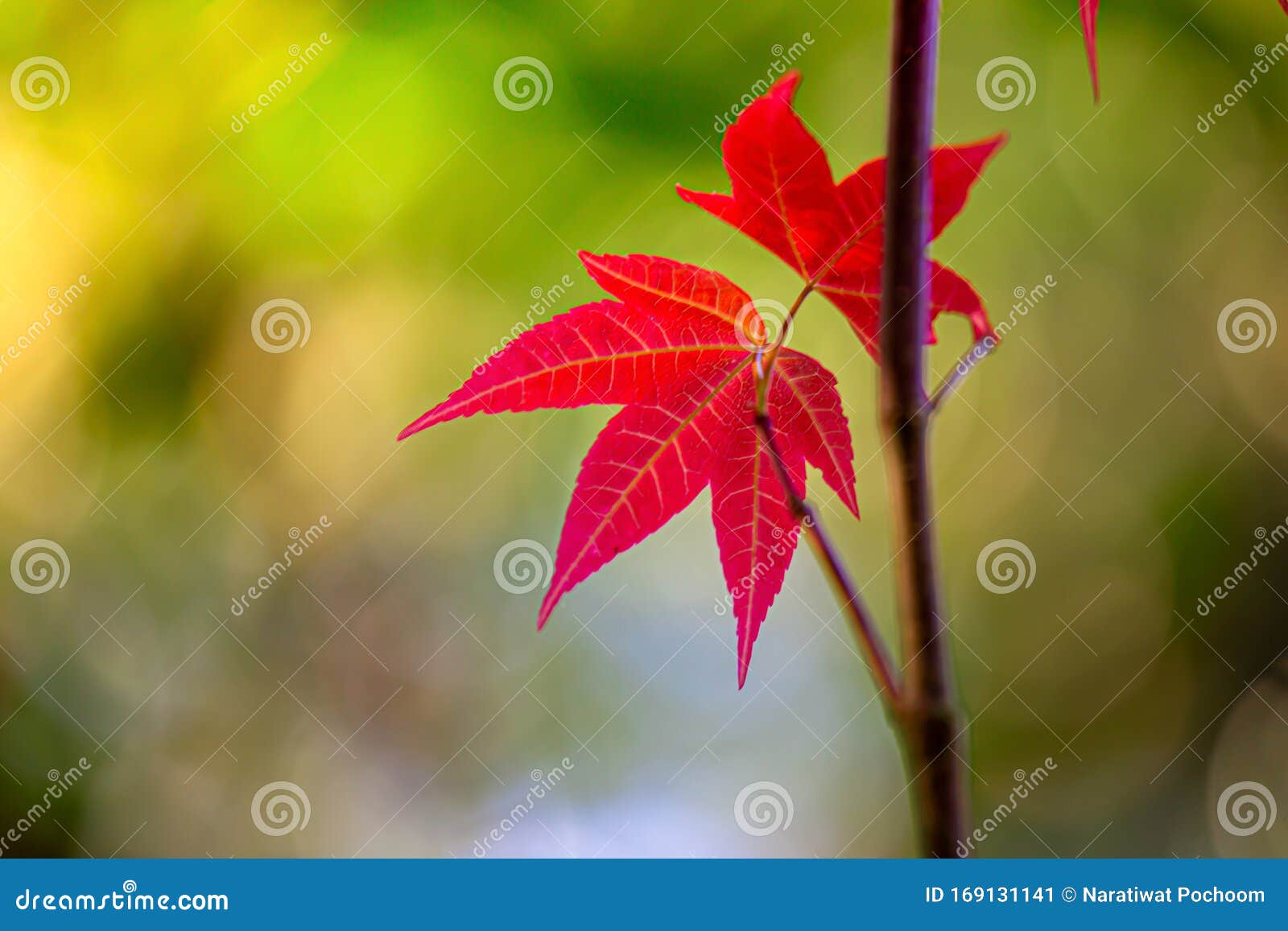 Beautiful Red Maple Leaf of the Tree ,Maple Leaves in the Autumn Colors ...