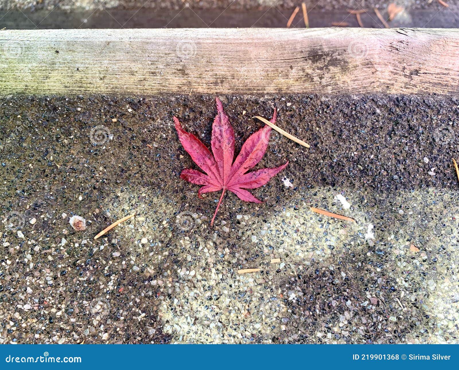 Beautiful Red Maple Leaf on a Walkway Stock Photo - Image of geology ...