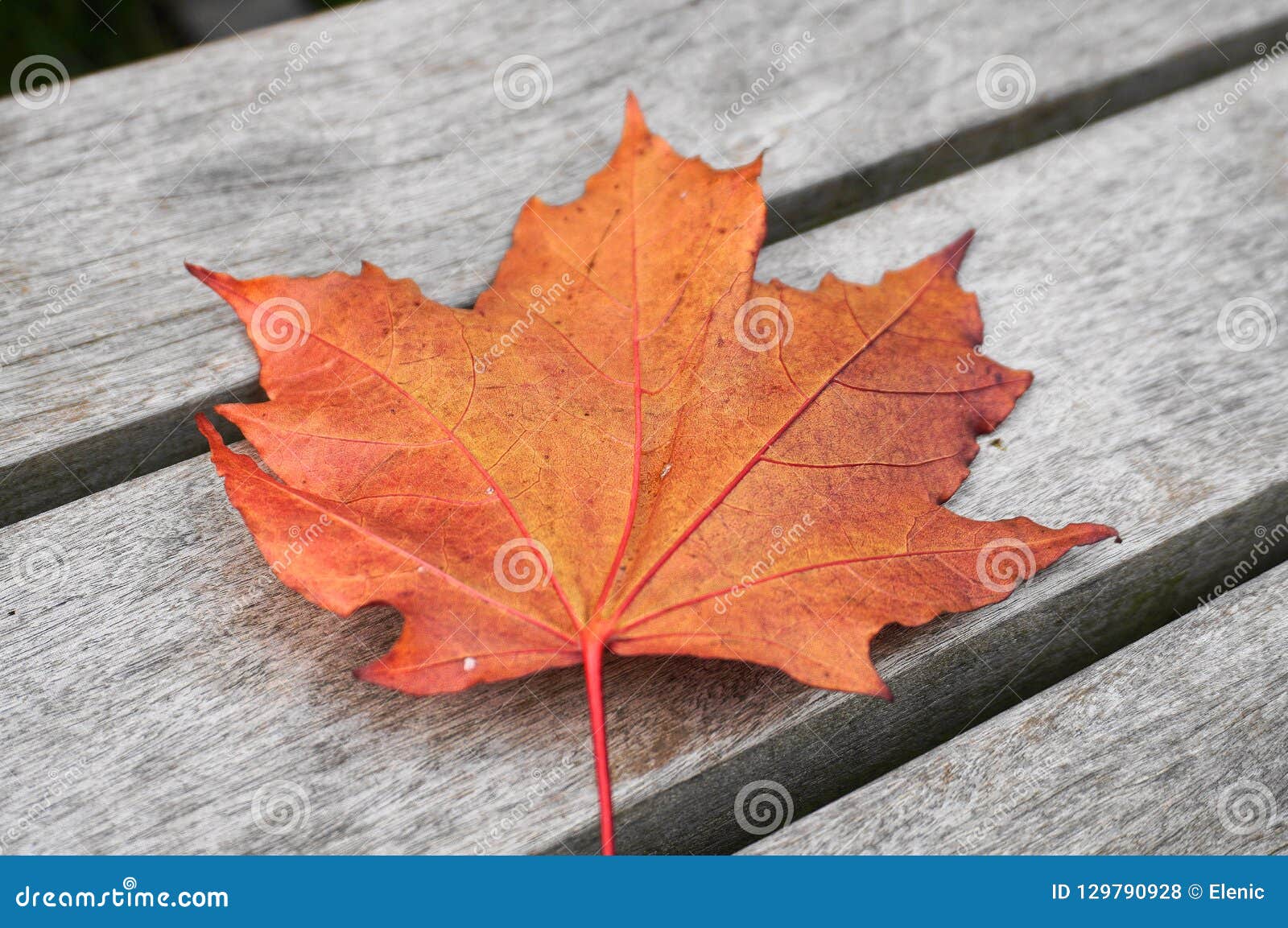 Beautiful Red Maple Leaf on Wooden Table Close Up. Stock Photo - Image ...