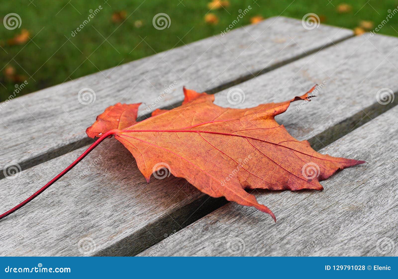 Beautiful Red Maple Leaf on Wooden Table Close Up. Stock Photo - Image ...