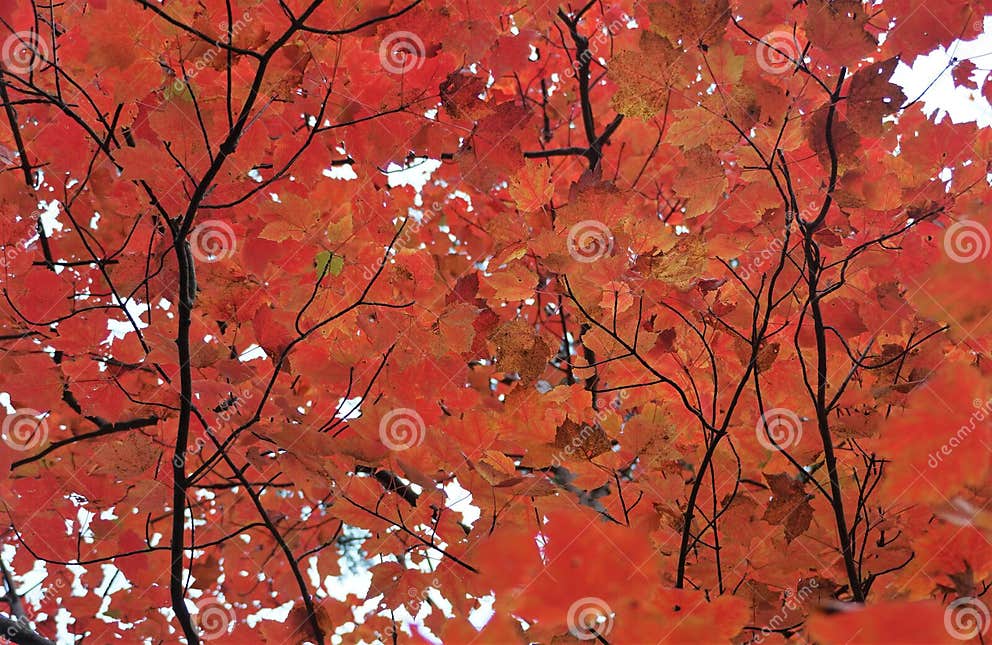 Beautiful Red Maple Leaves Changing Color in the Fall Stock Image ...