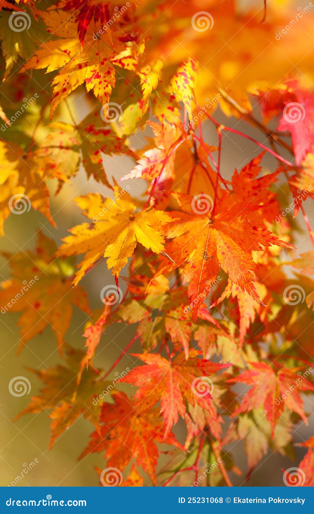 Beautiful Red Maple Leaves at Fall Stock Photo - Image of redden, japan ...
