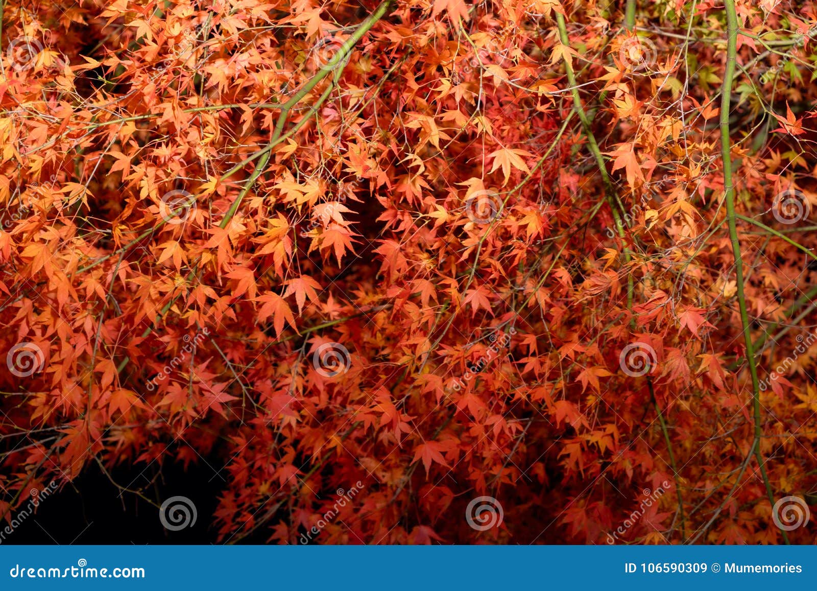 Beautiful Red Maple Tree with Light Up Illuminated Stock Image - Image ...