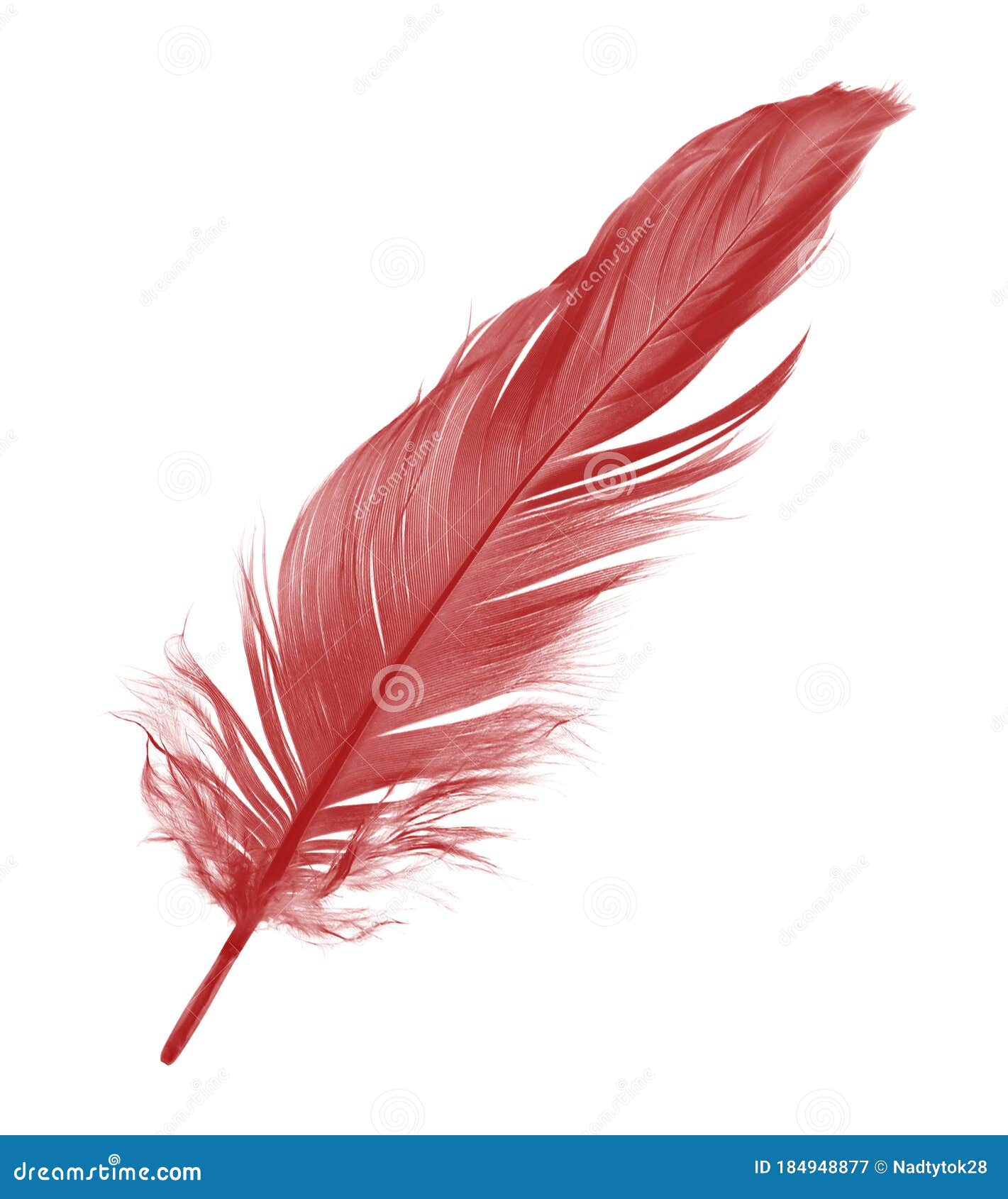 Beautiful Red Maroon Feather Isolated on White Background Stock Image ...