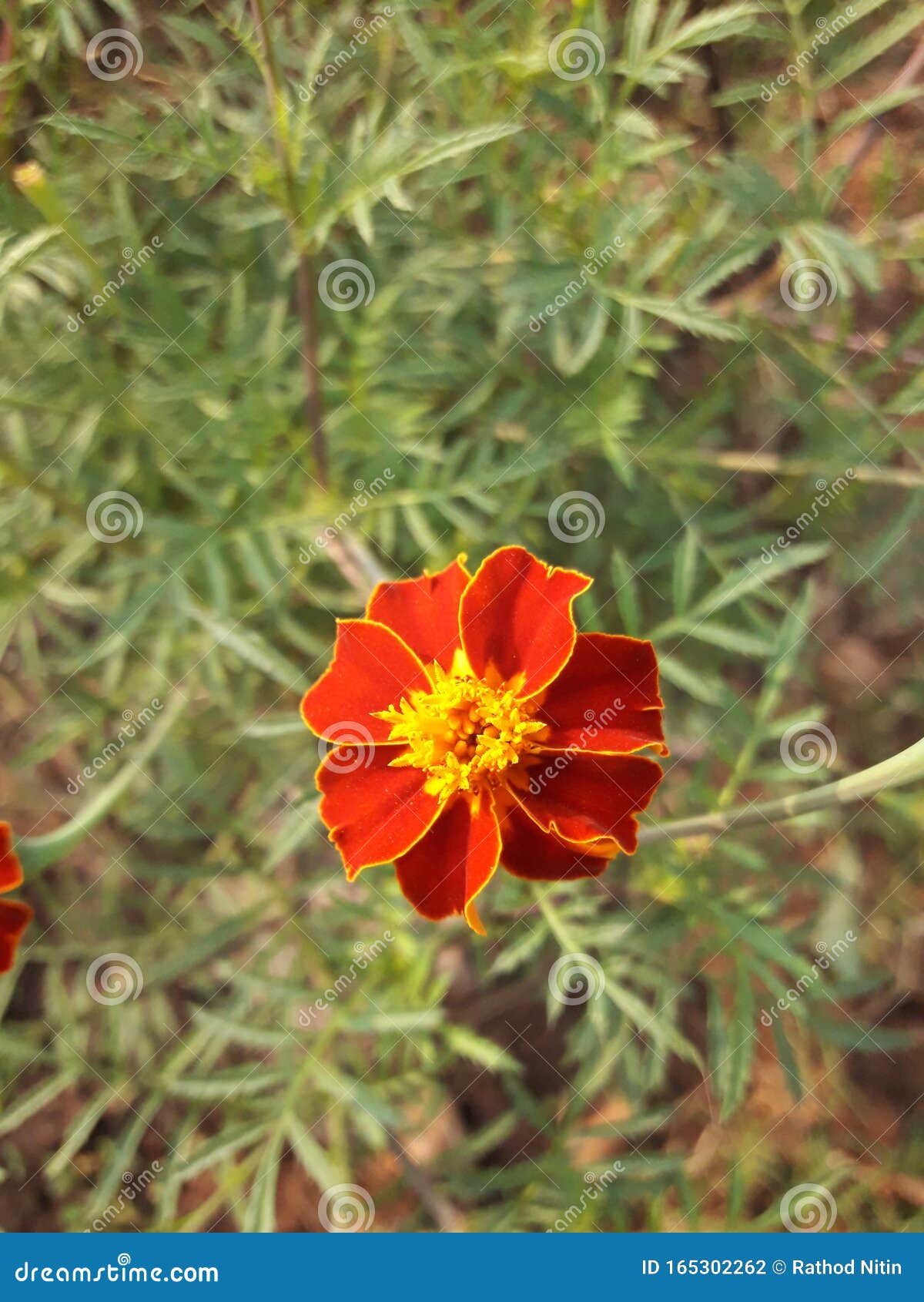 Beautiful red merigold stock photo. Image of blossom - 165302262