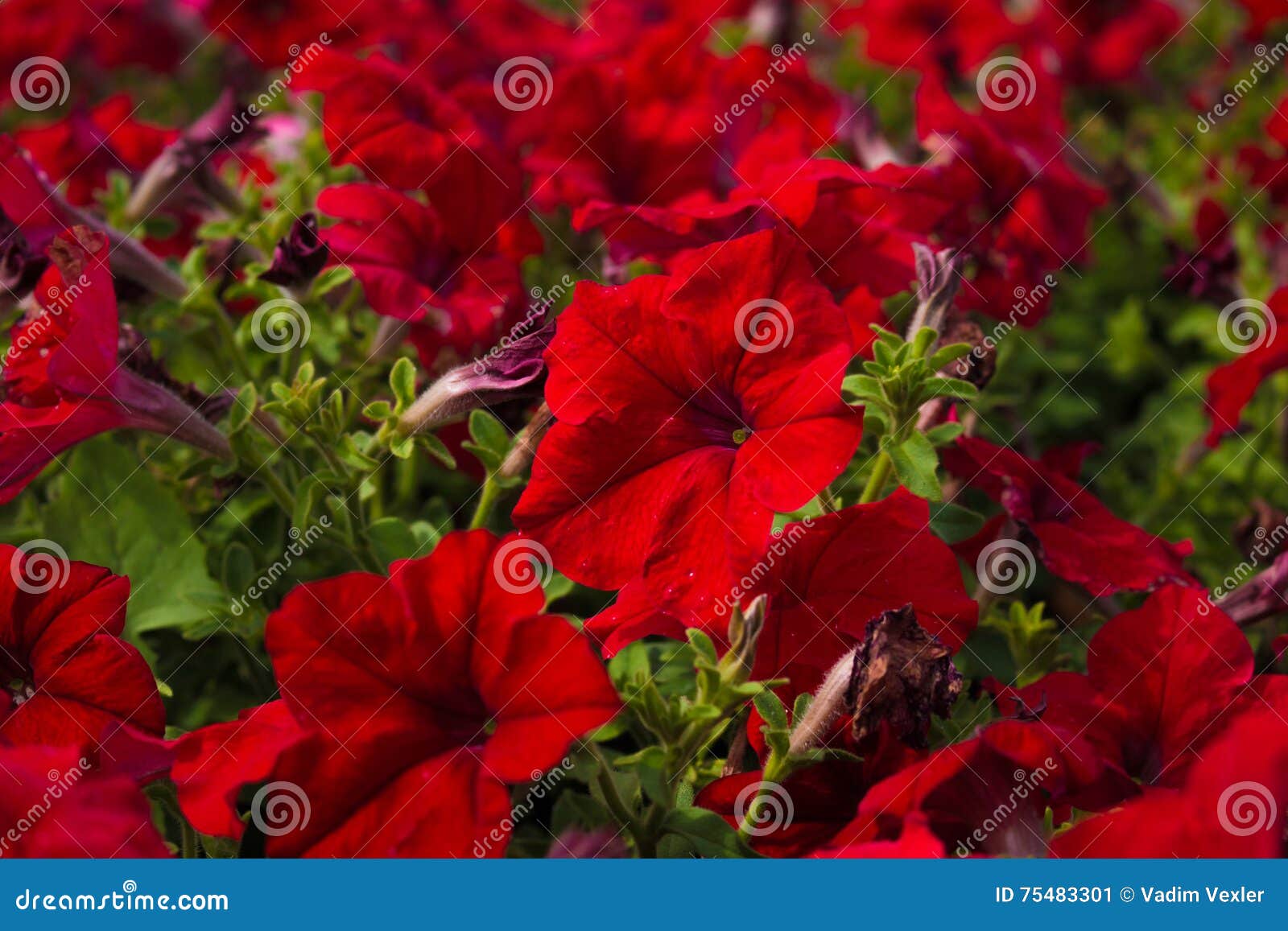 Beautiful Red Million Bells Flower, Calibrachoa. Spring with Many Bloom ...