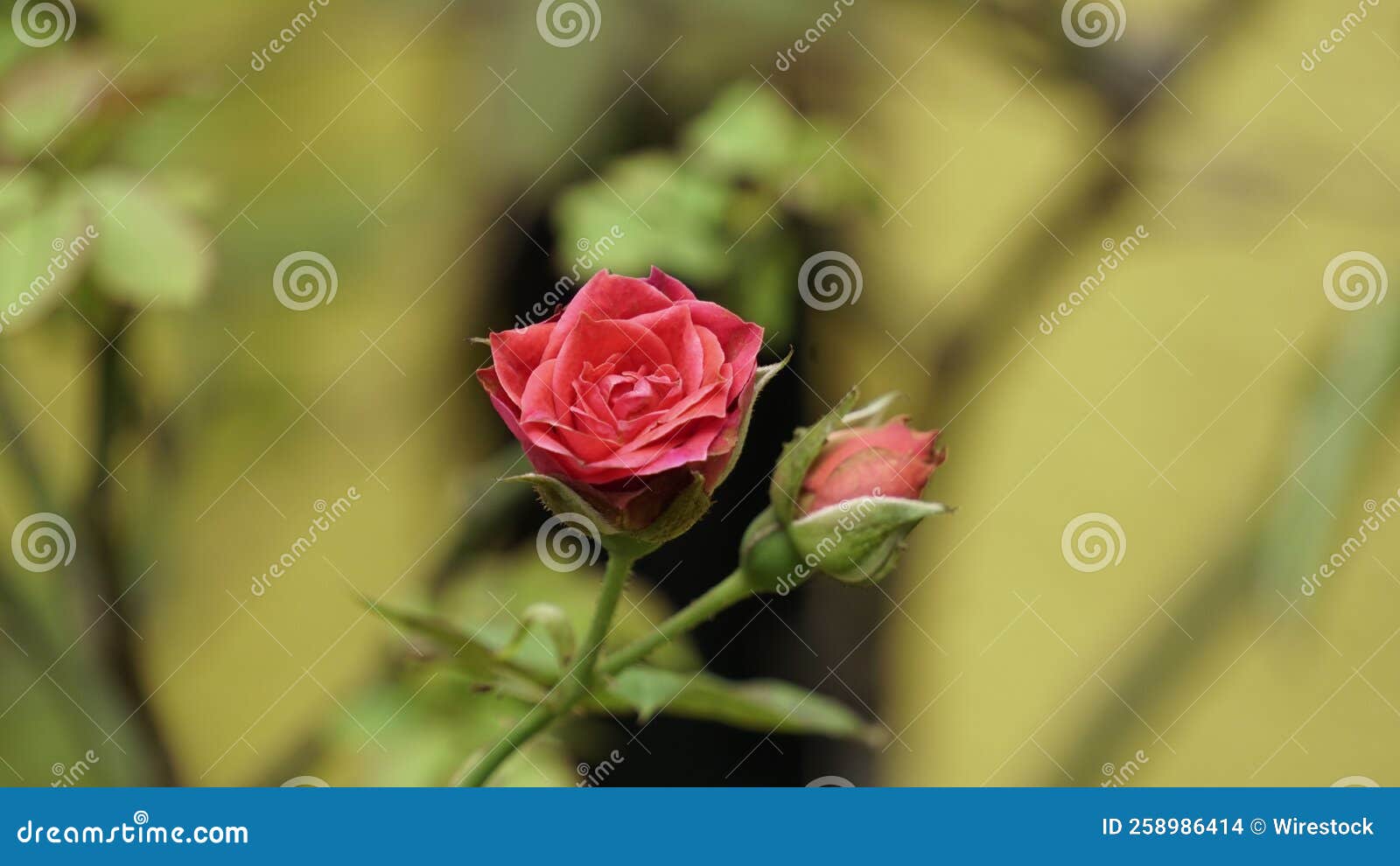 Red Miniature Roses in Closeup Stock Photo - Image of growth, love ...