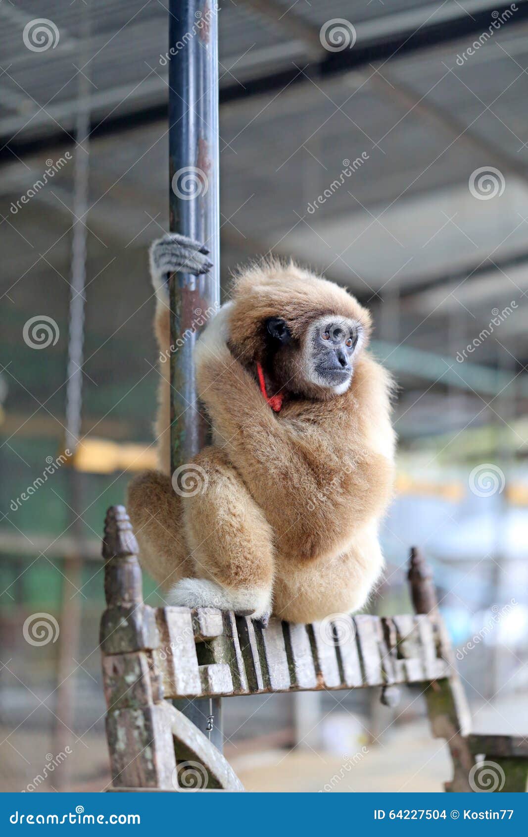 Beautiful red monkey stock photo. Image of chinese, traditional - 64227504