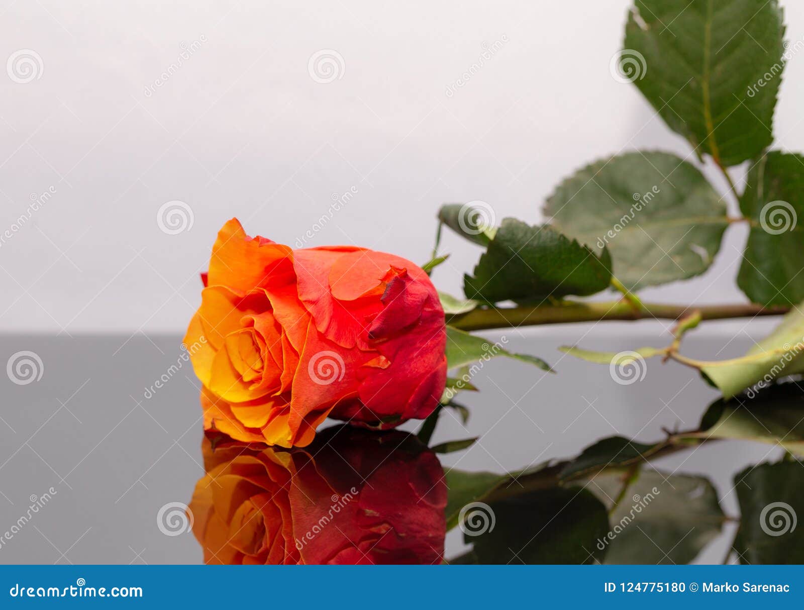 Beautiful Red Orange Rose stock photo. Image of celebration - 124775180