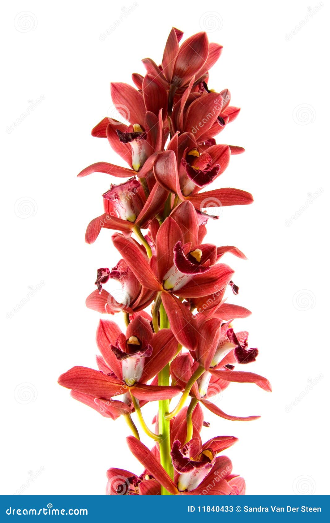 Beautiful red orchid stock image. Image of flowers, spring - 11840433