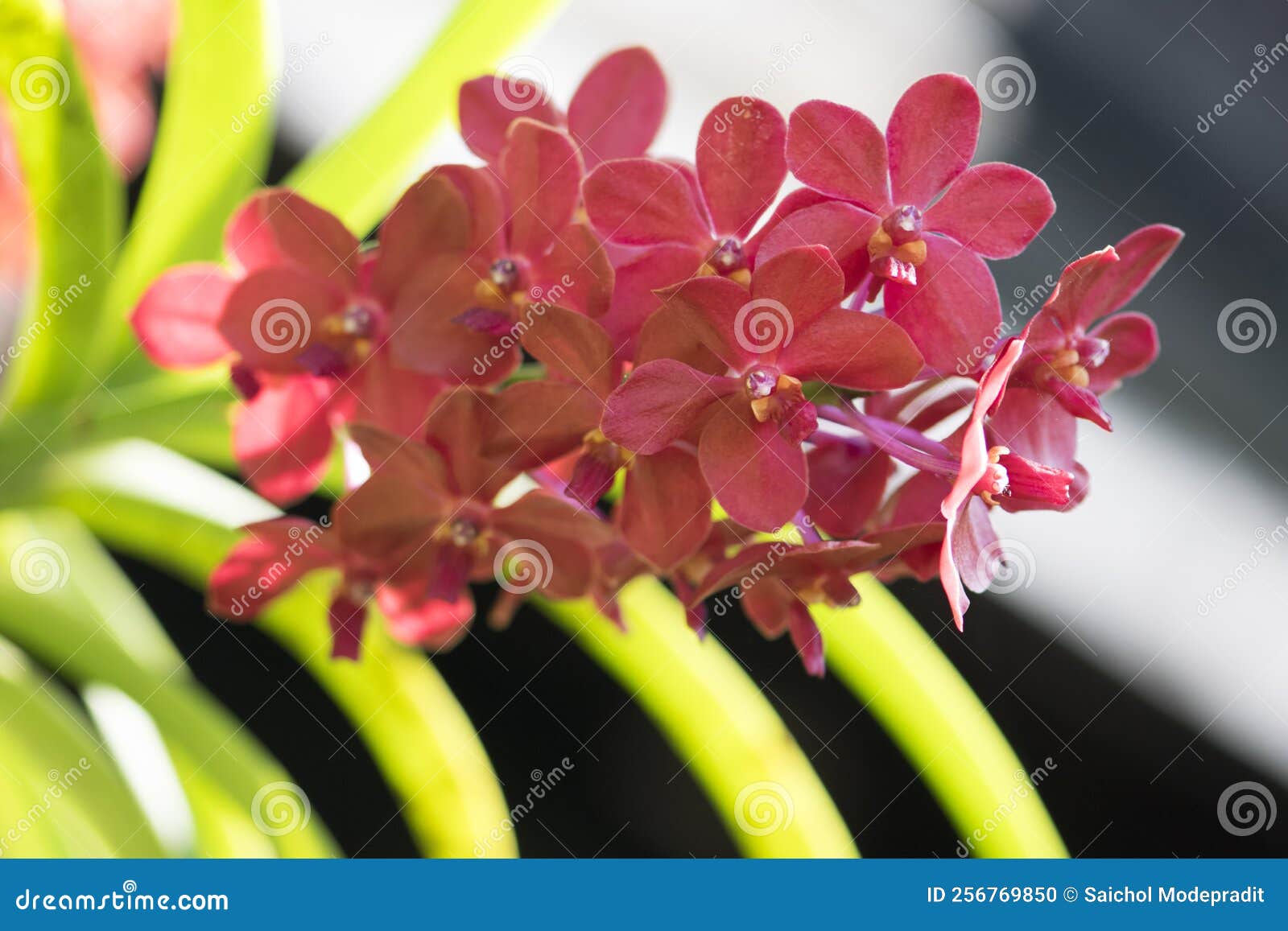 Beautiful Red Orchids Flower in Garden Stock Photo - Image of fresh ...