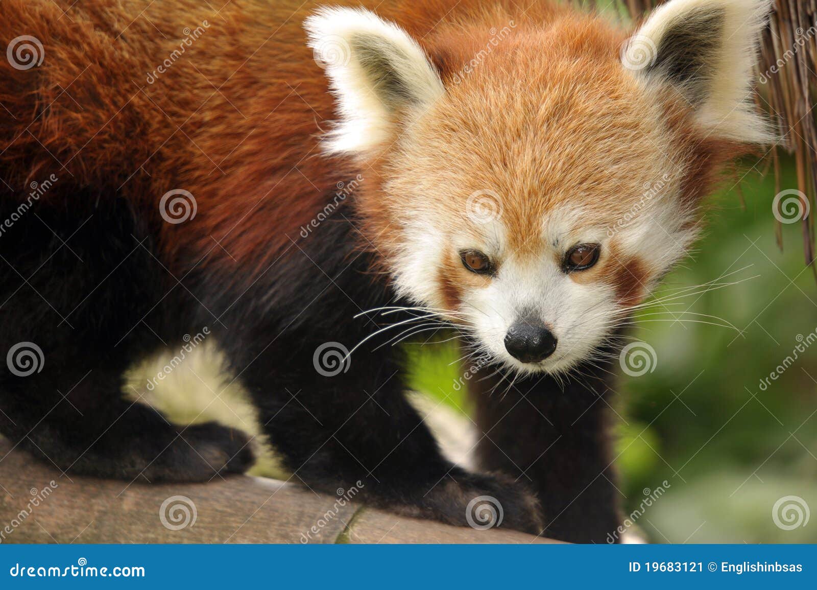 Beautiful Red Panda stock image. Image of lovely, looking - 19683121