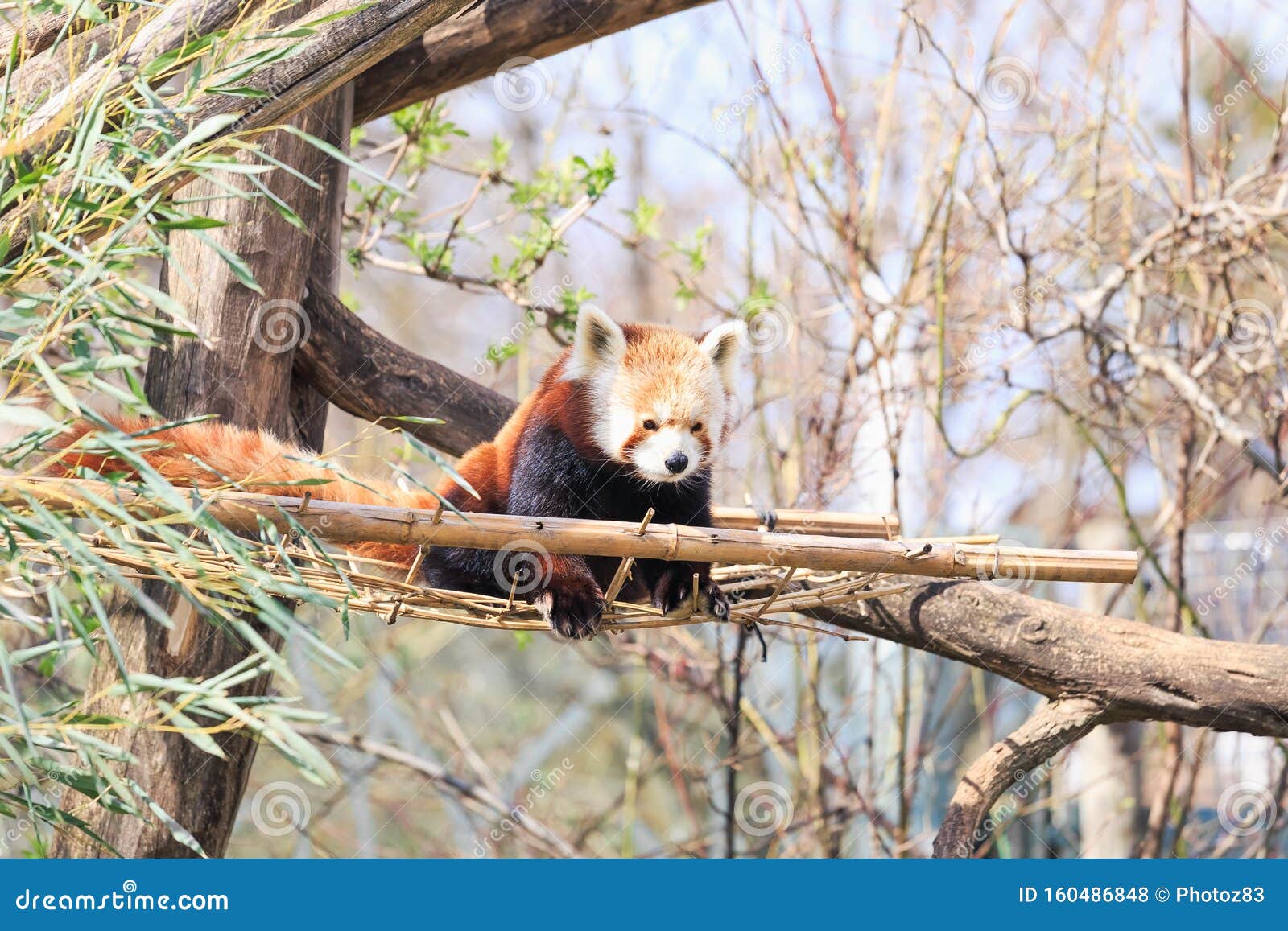 Beautiful Red Panda Bear Lying on the Tree Stock Photo - Image of ...