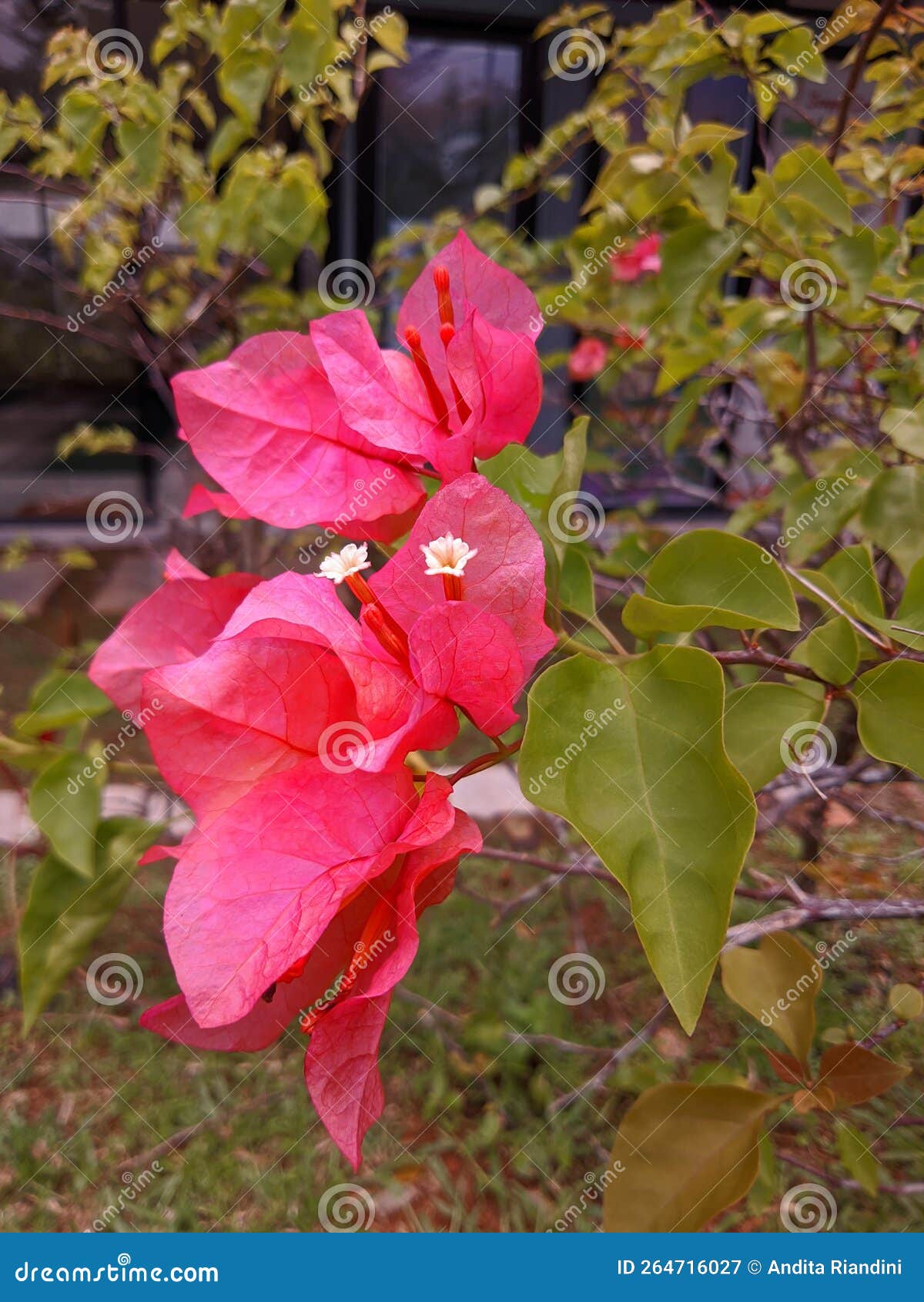 The Beautiful Red Paper Flower Plants Stock Image - Image of blossom ...