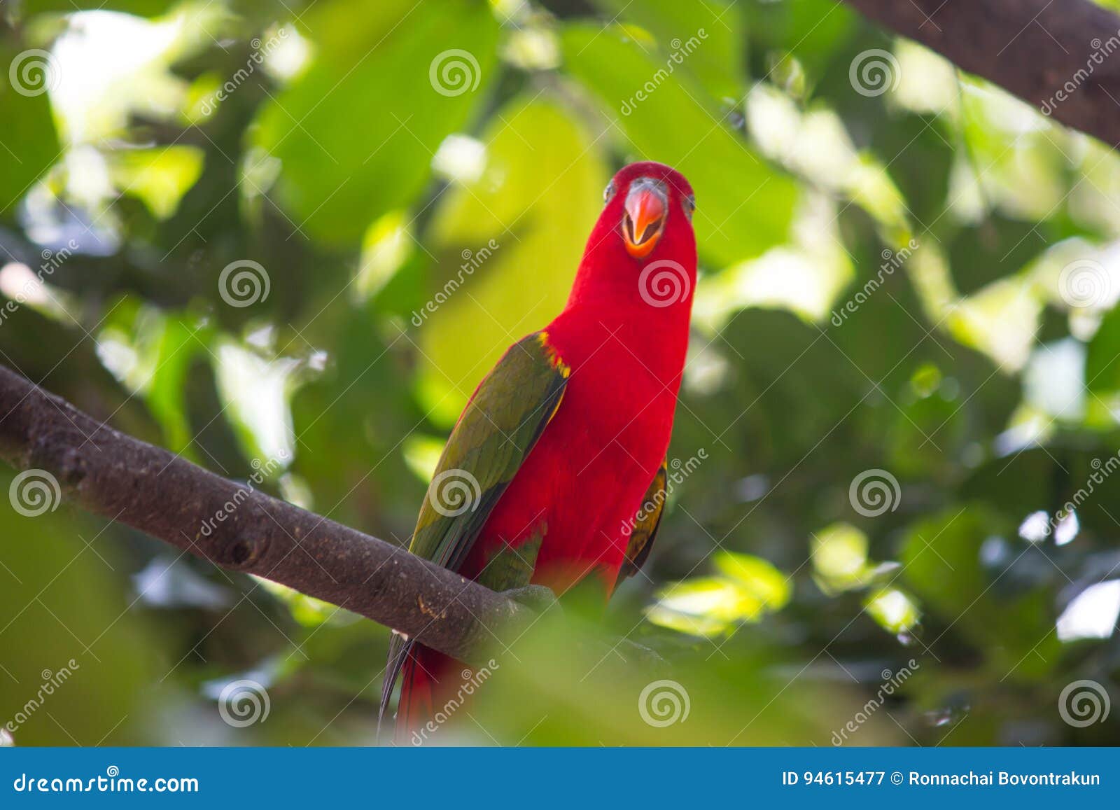 Beautiful Red Parrot Bird Close Up Stock Image - Image of animal ...