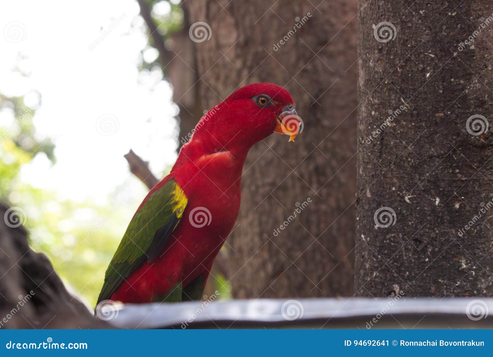 Beautiful red parrot bird stock image. Image of feather - 94692641