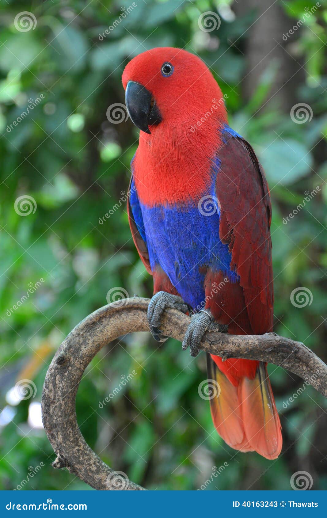 Beautiful red parrot stock image. Image of animal, portrait - 40163243