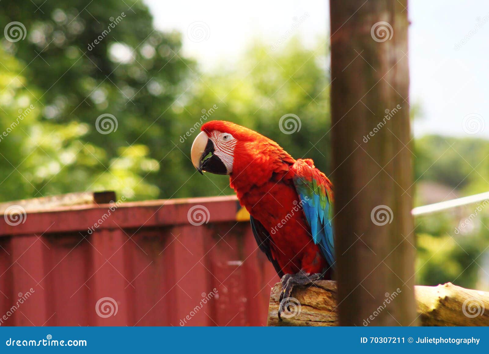 Beautiful Red Parrot Close Up Stock Image - Image of parrot, nature ...