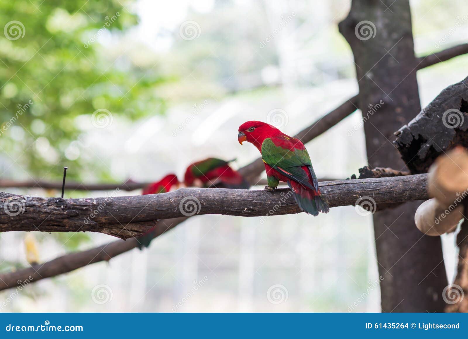 Beautiful red parrot stock photo. Image of animal, vivid - 61435264