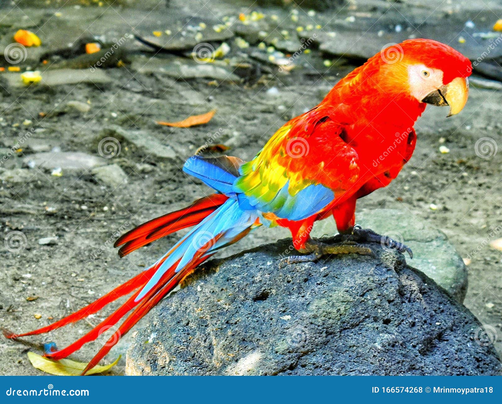 Beautiful Red Parrot Landscape View Stock Photo - Image of view, blue ...