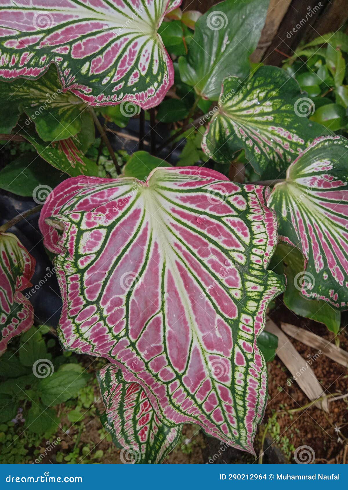 Beautiful Red Patterned Leaves Photographed during the Day Stock Photo ...