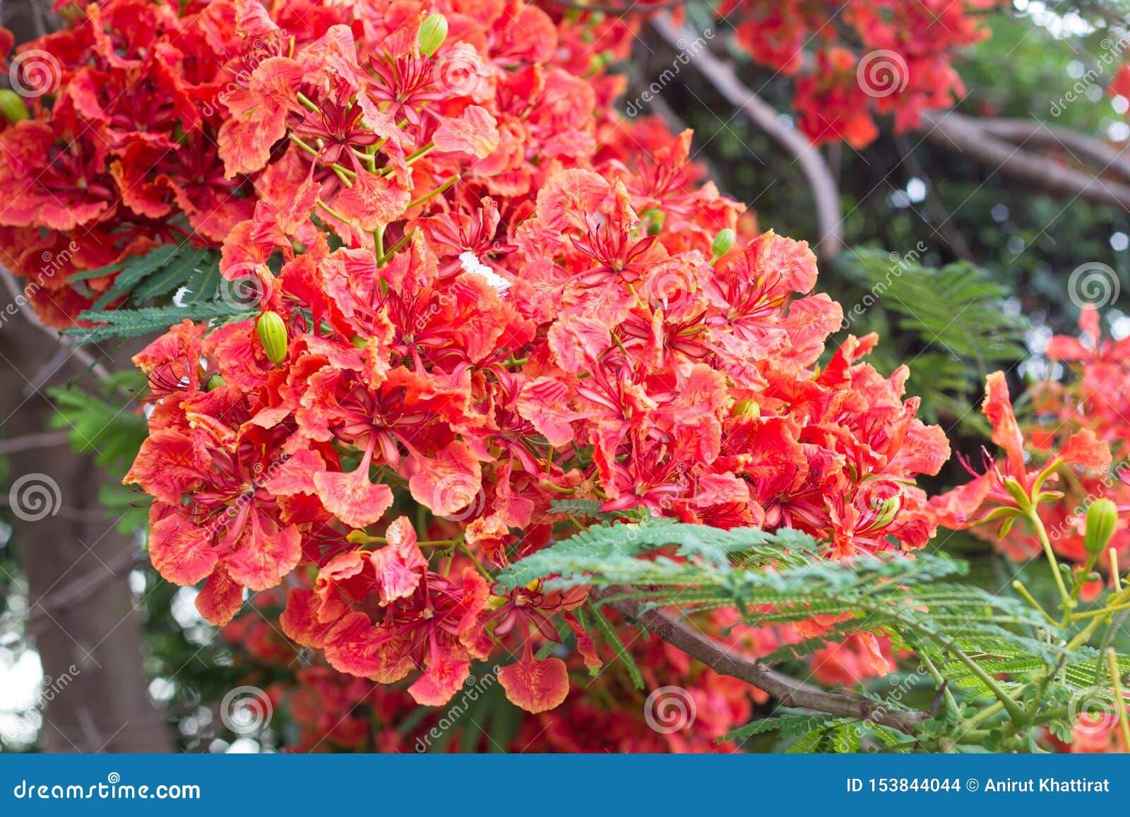 Beautiful Red Peacock Flower in Nature Stock Photo - Image of ...