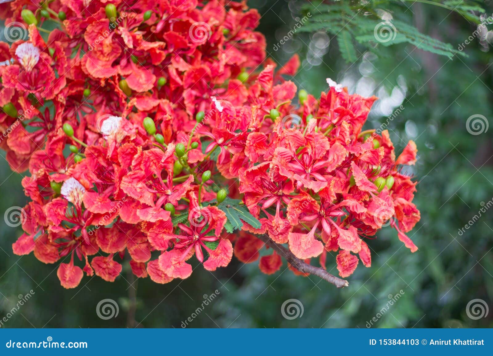Beautiful Red Peacock Flower in Nature Stock Image - Image of beautiful ...