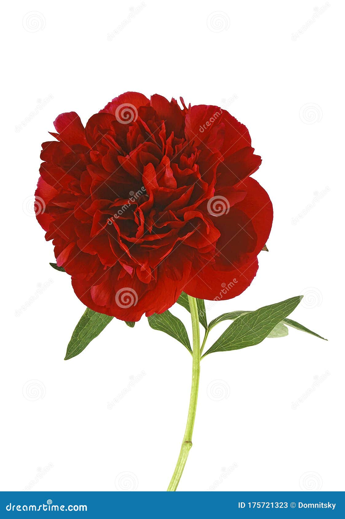 Beautiful Red Peony Isolated on White Background Stock Image - Image of ...