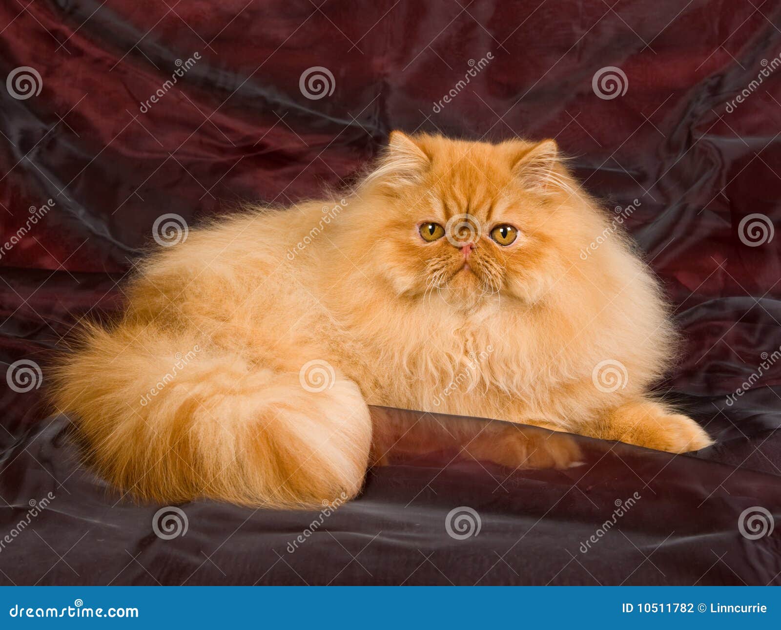 Beautiful Red Persian, on Burgundy Background Stock Photo - Image of ...