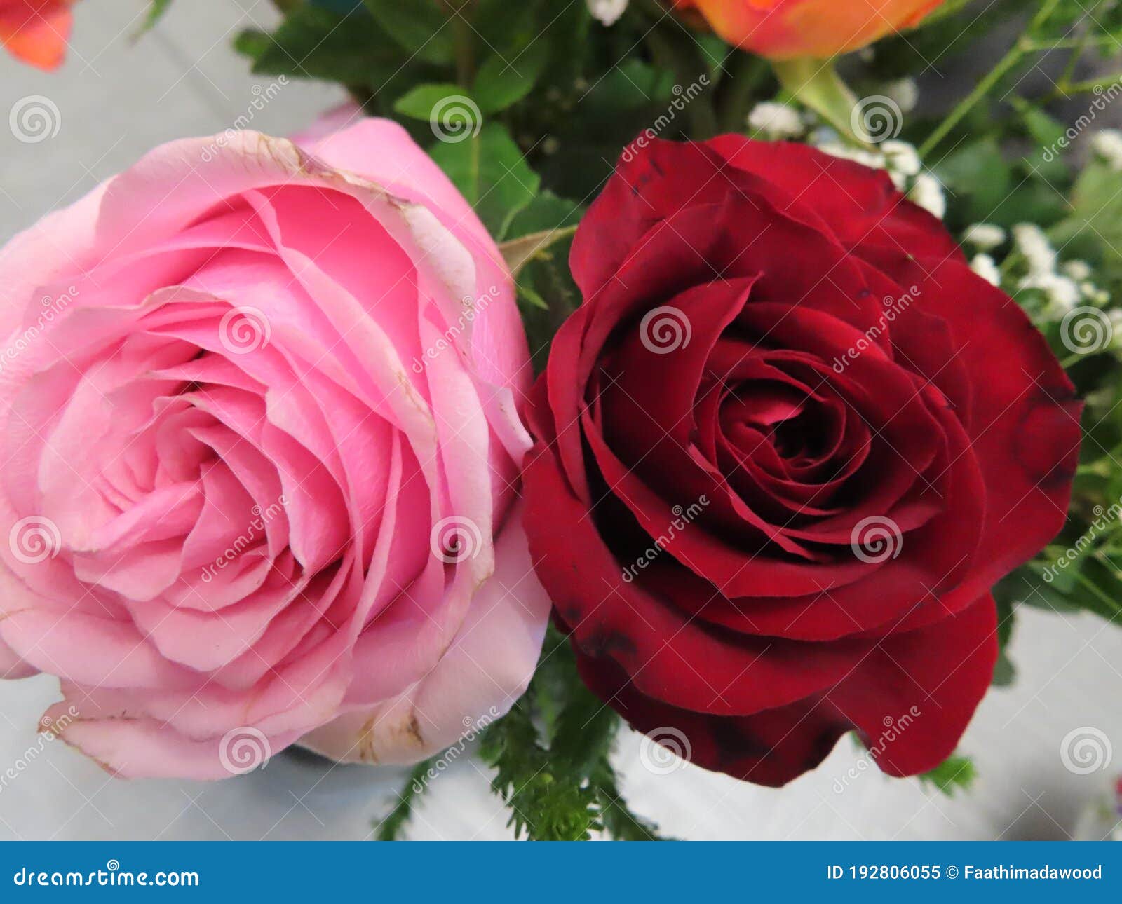 A Beautiful Red and Pink Rose in a Bouquet. Editorial Image - Image of ...