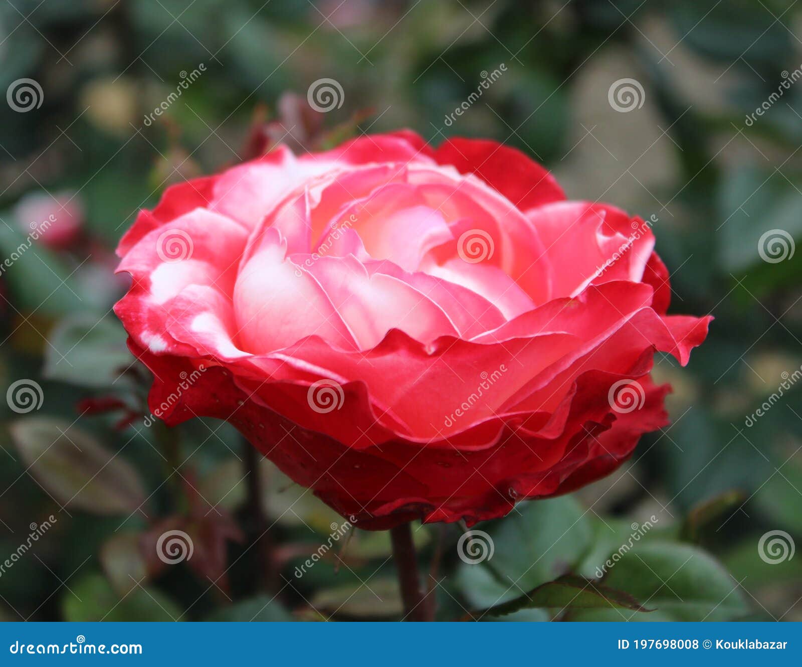 Beautiful Red Rose in a Garden Stock Photo - Image of beautiful ...