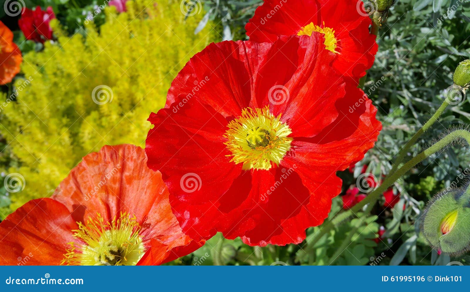 Beautiful red poppies stock photo. Image of color, gardening - 61995196