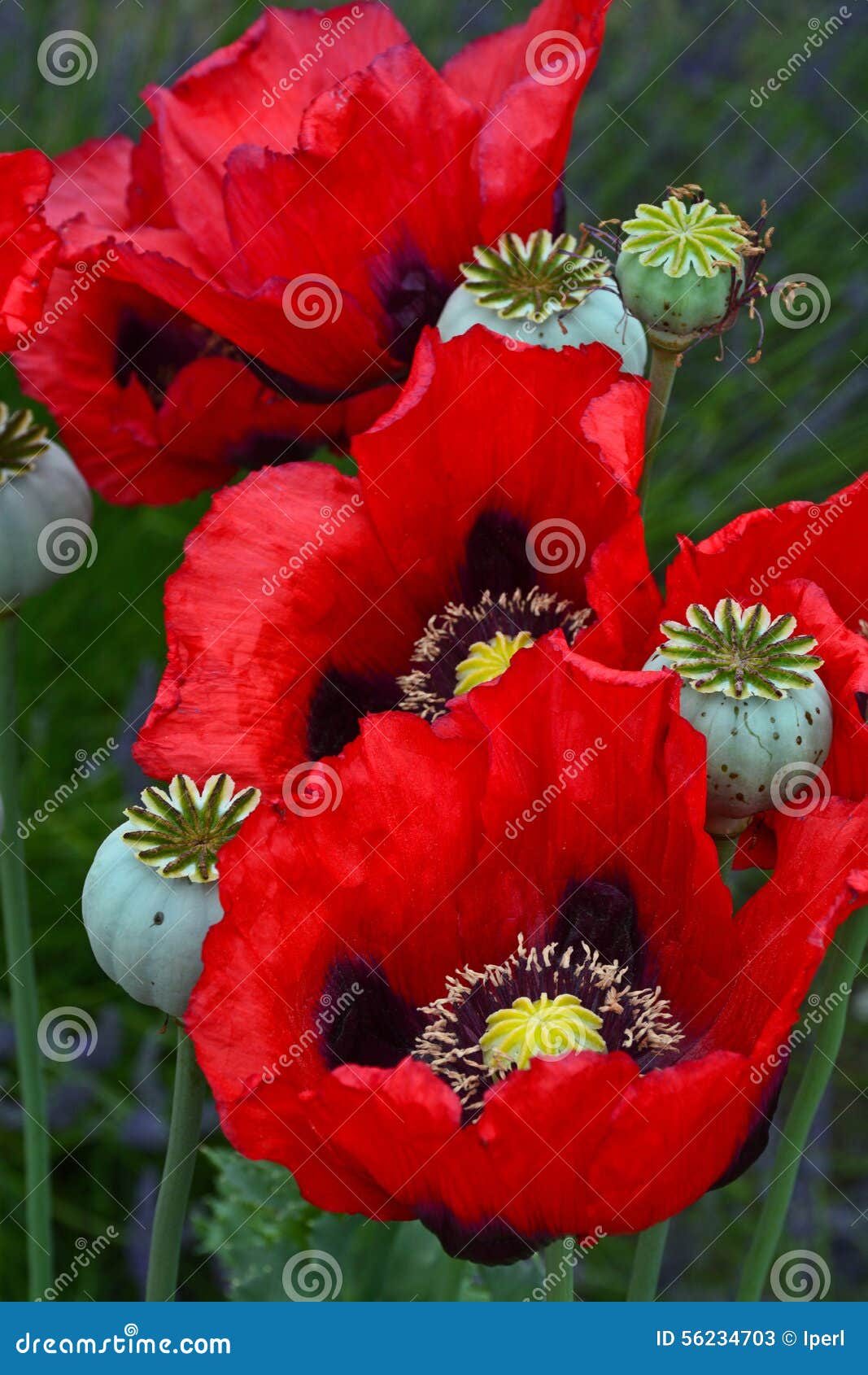 Beautiful red poppies stock image. Image of summer, nature - 56234703