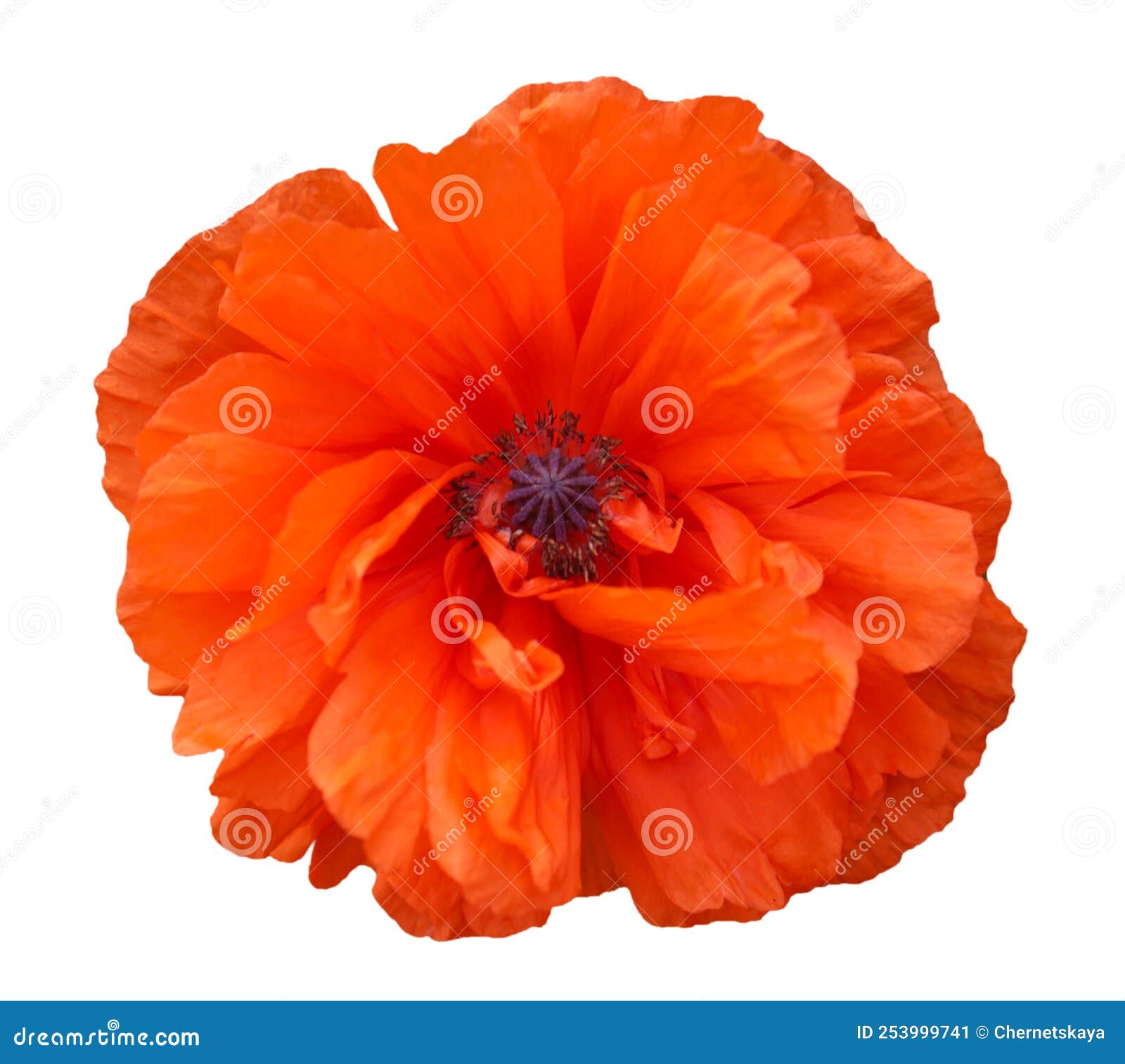 Beautiful Red Poppy Flower Isolated on White Stock Image - Image of ...