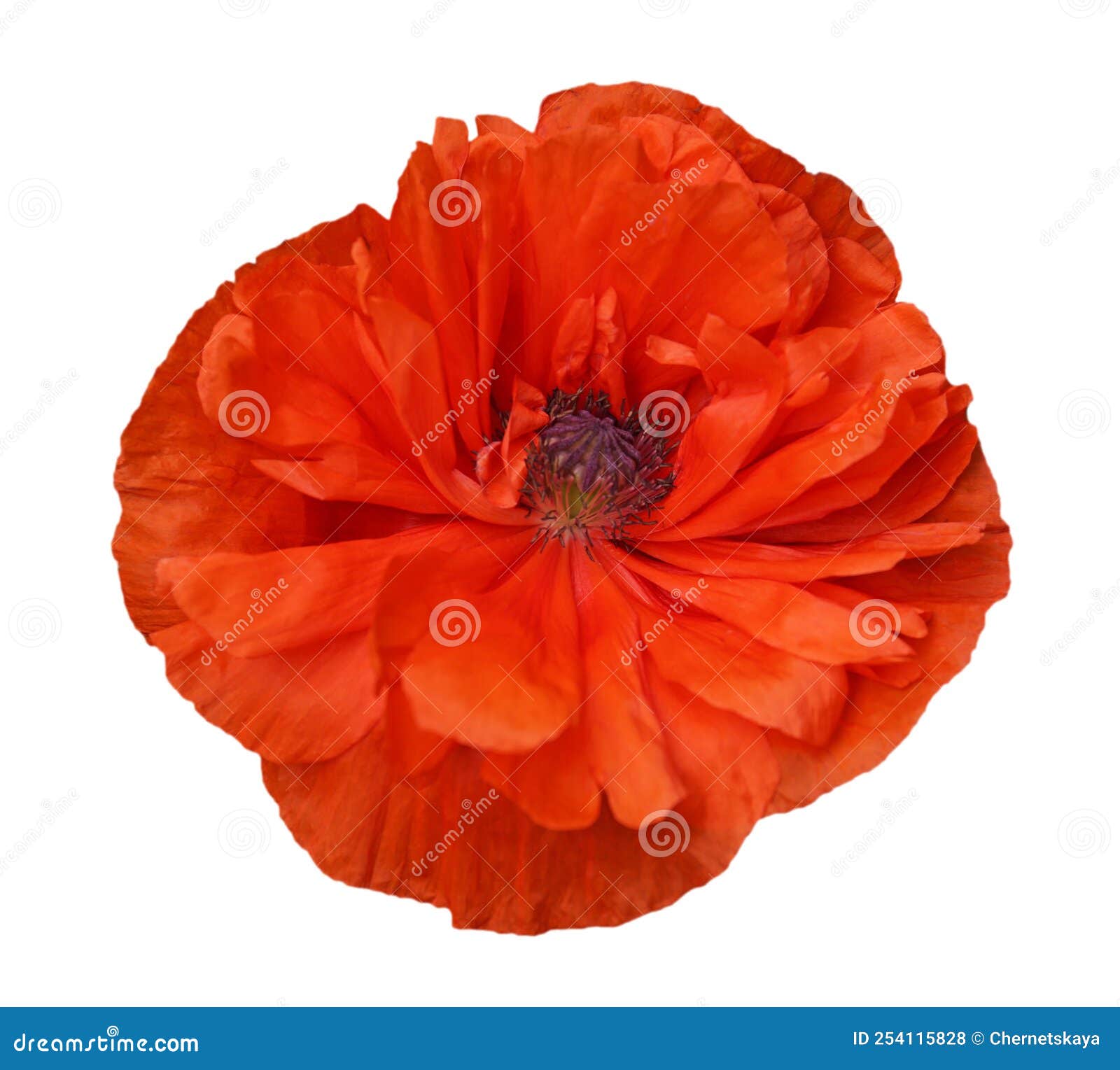 Beautiful Red Poppy Flower Isolated on White Stock Photo - Image of ...