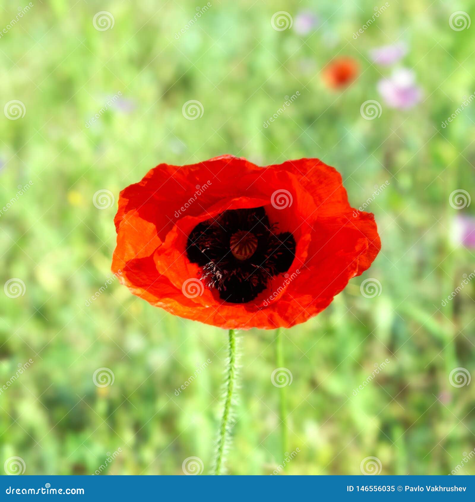 Beautiful red poppy stock image. Image of leaf, field - 146556035