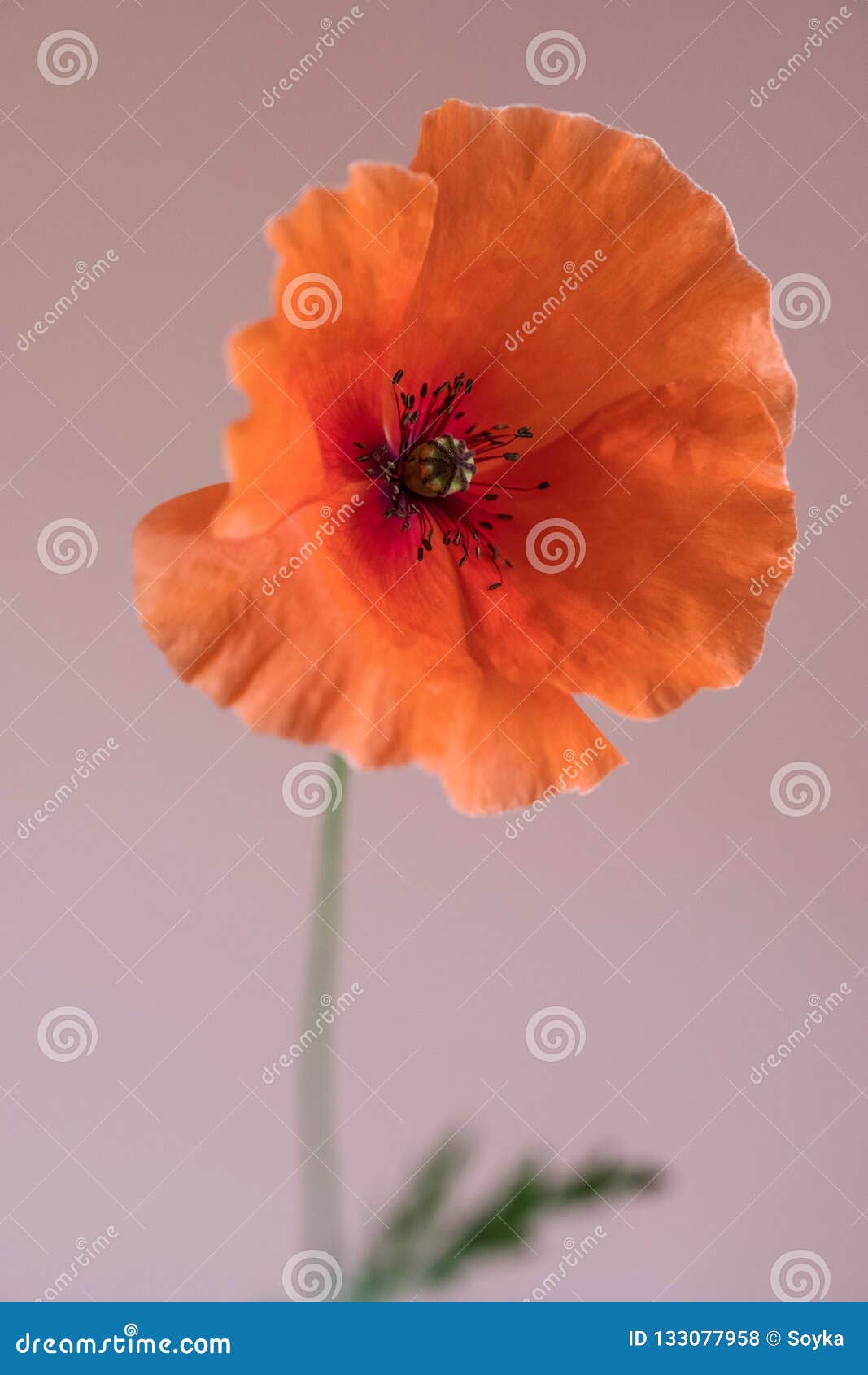 Beautiful Red Poppy with Leaf on Pink Background Stock Photo - Image of ...