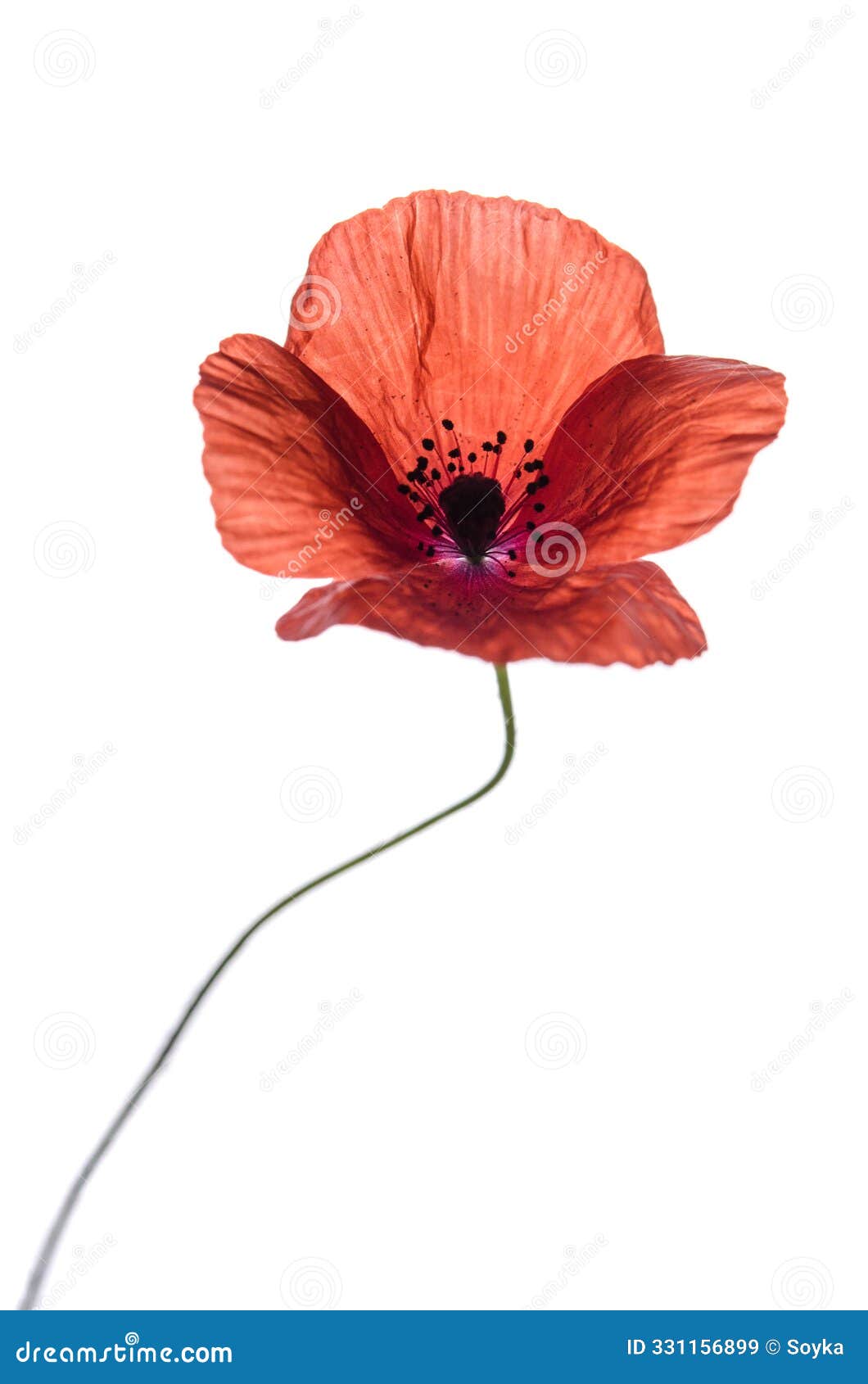 The Beautiful red poppy stock image. Image of freshness - 331156899