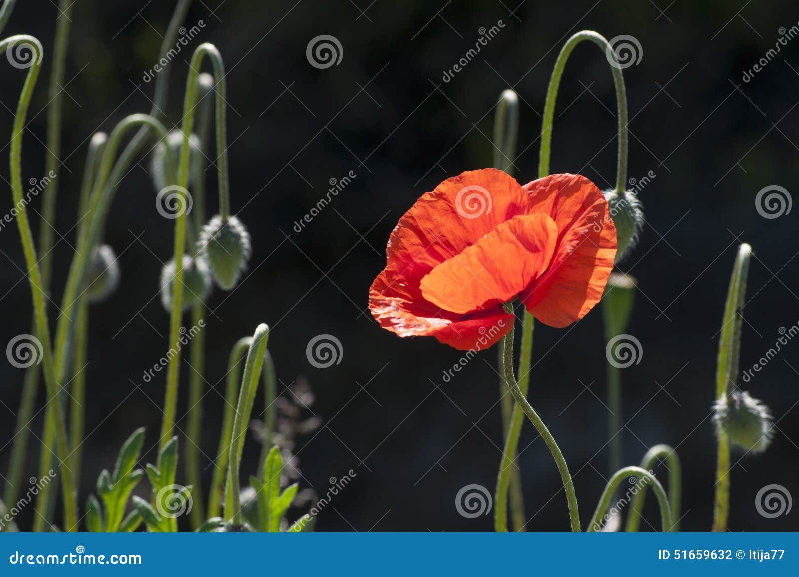 Beautiful red poppy stock photo. Image of poppies, landscape - 51659632