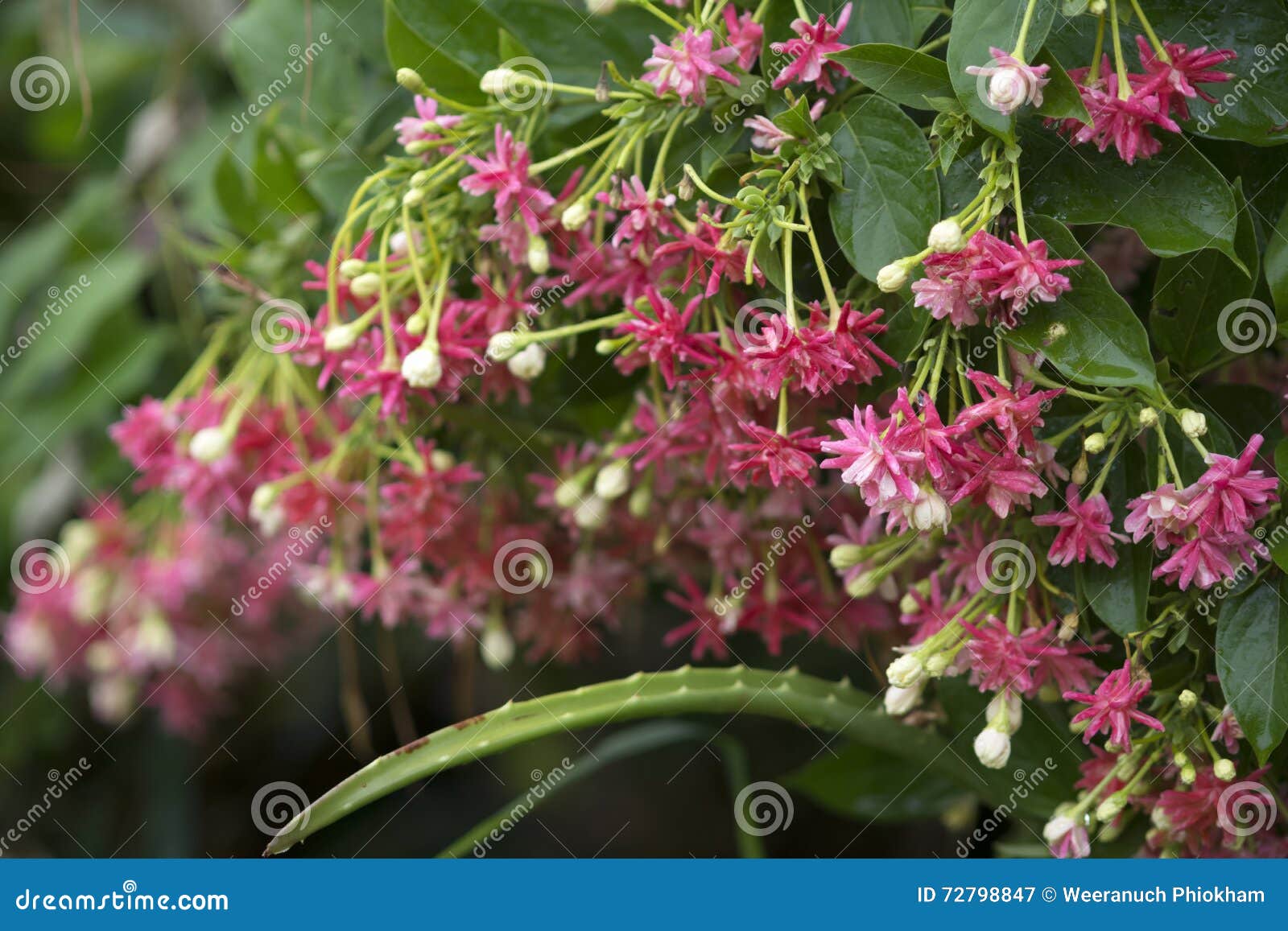Beautiful Red Rangoon Creeper Flowers Stock Image - Image of indica ...