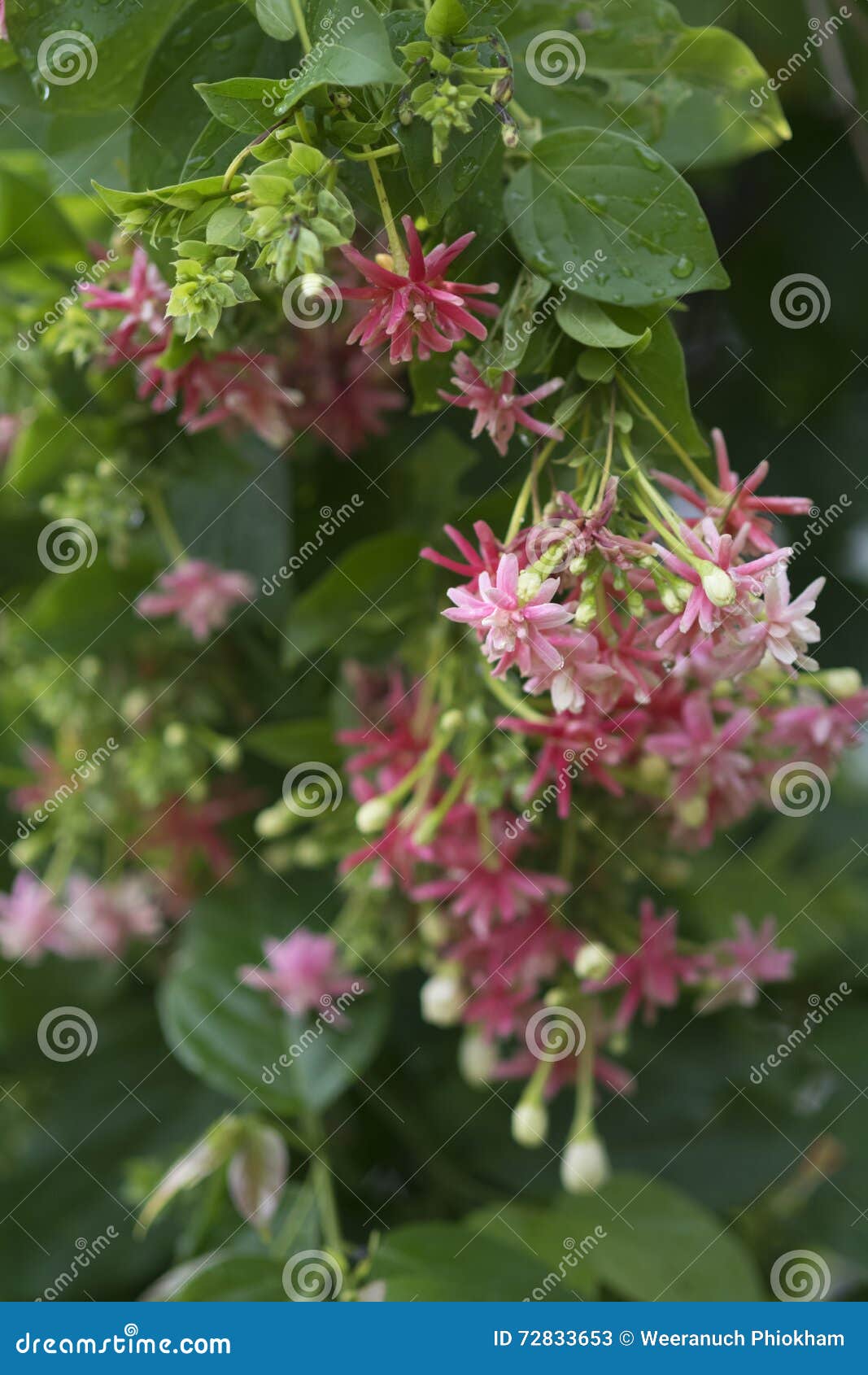 Beautiful Red Rangoon Creeper Flowers Stock Image - Image of honey ...