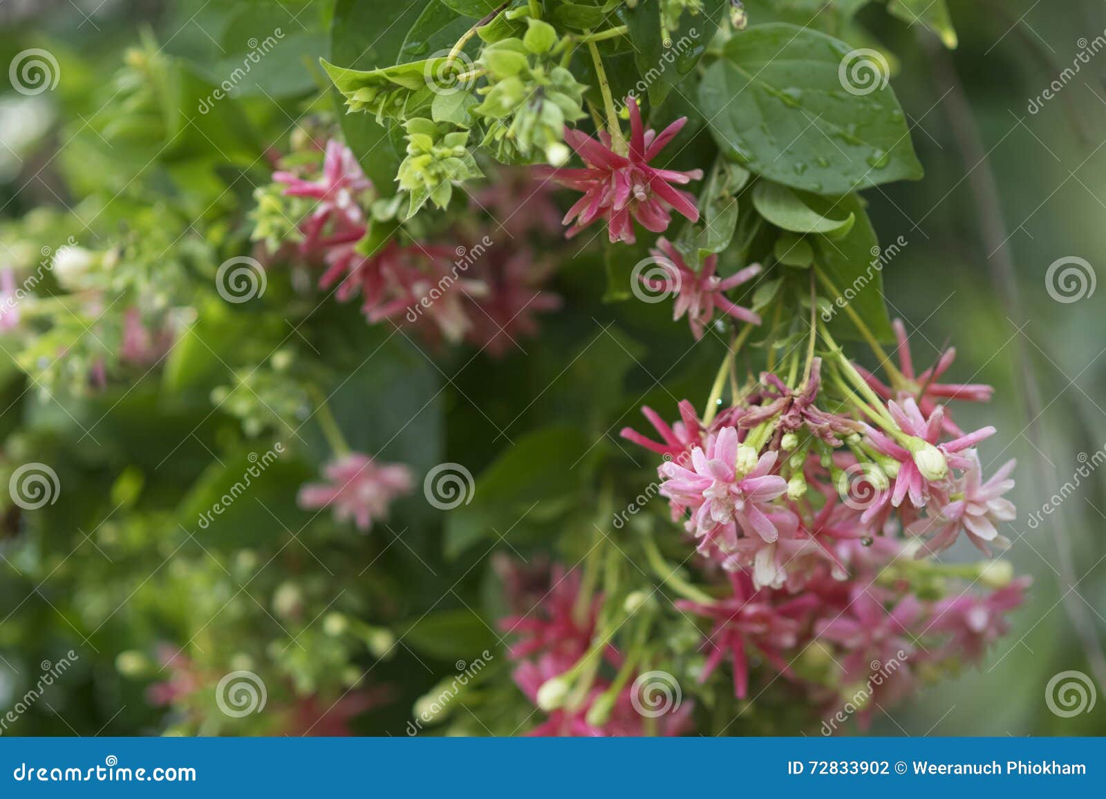Beautiful Red Rangoon Creeper Flowers Stock Photo - Image of summer ...