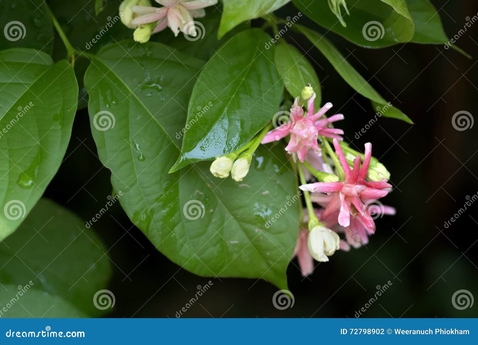 Beautiful Red Rangoon Creeper Flowers Stock Photo - Image of botanical ...